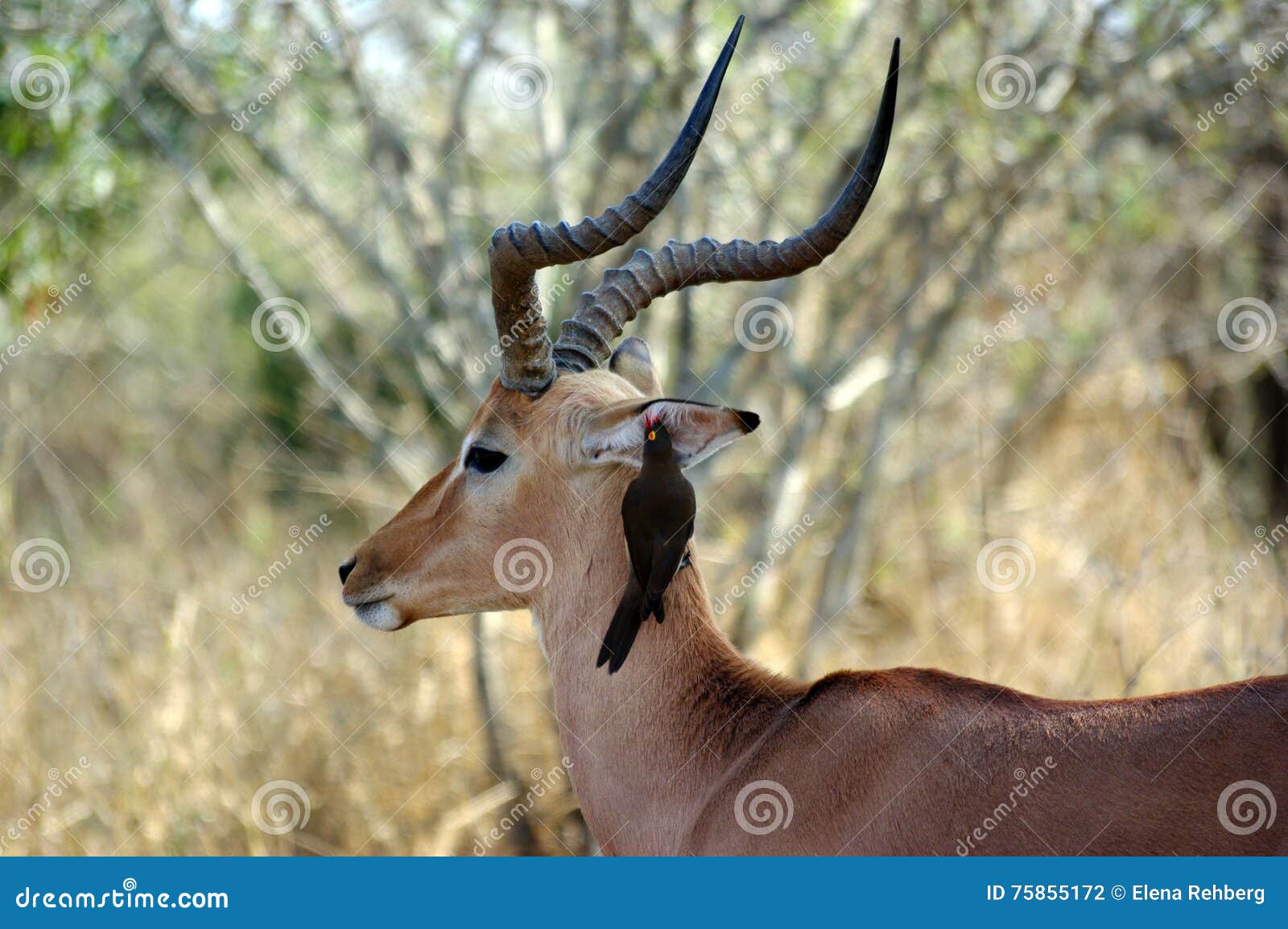 Antelope II stock photo. Image of horns, beauty, lower - 75855172