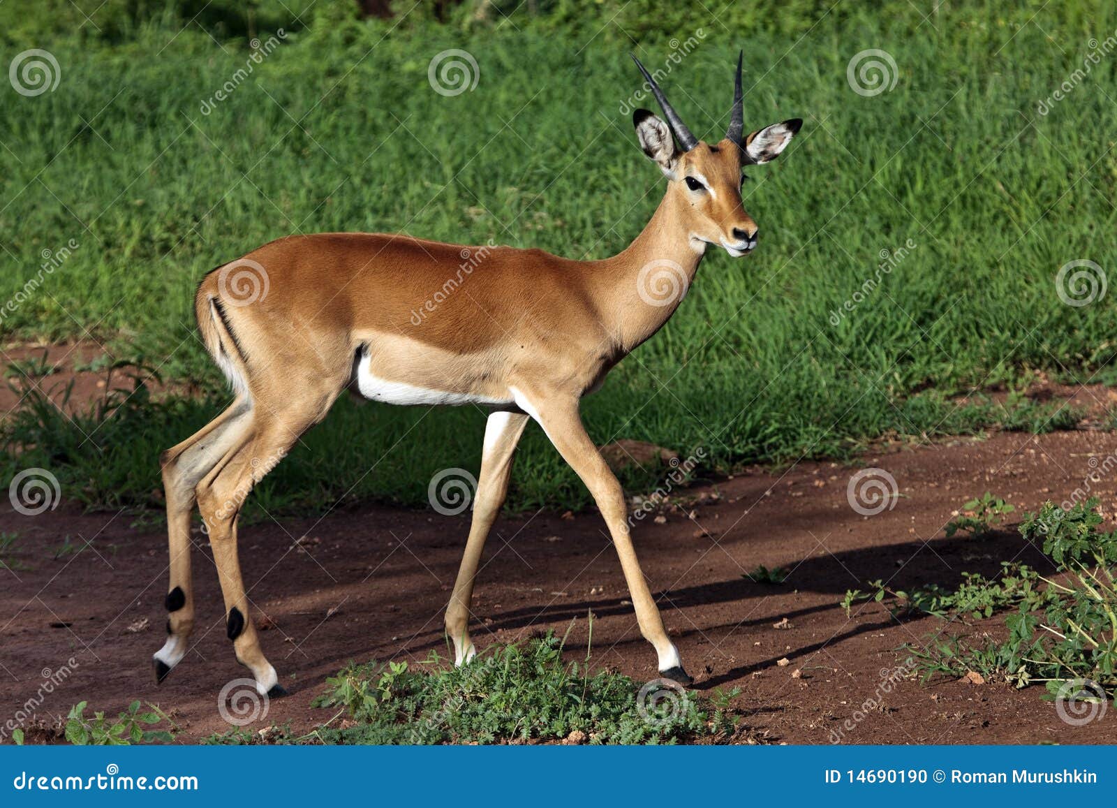 Antelope impala stock photo. Image of serengeti, artiodactyla - 14690190