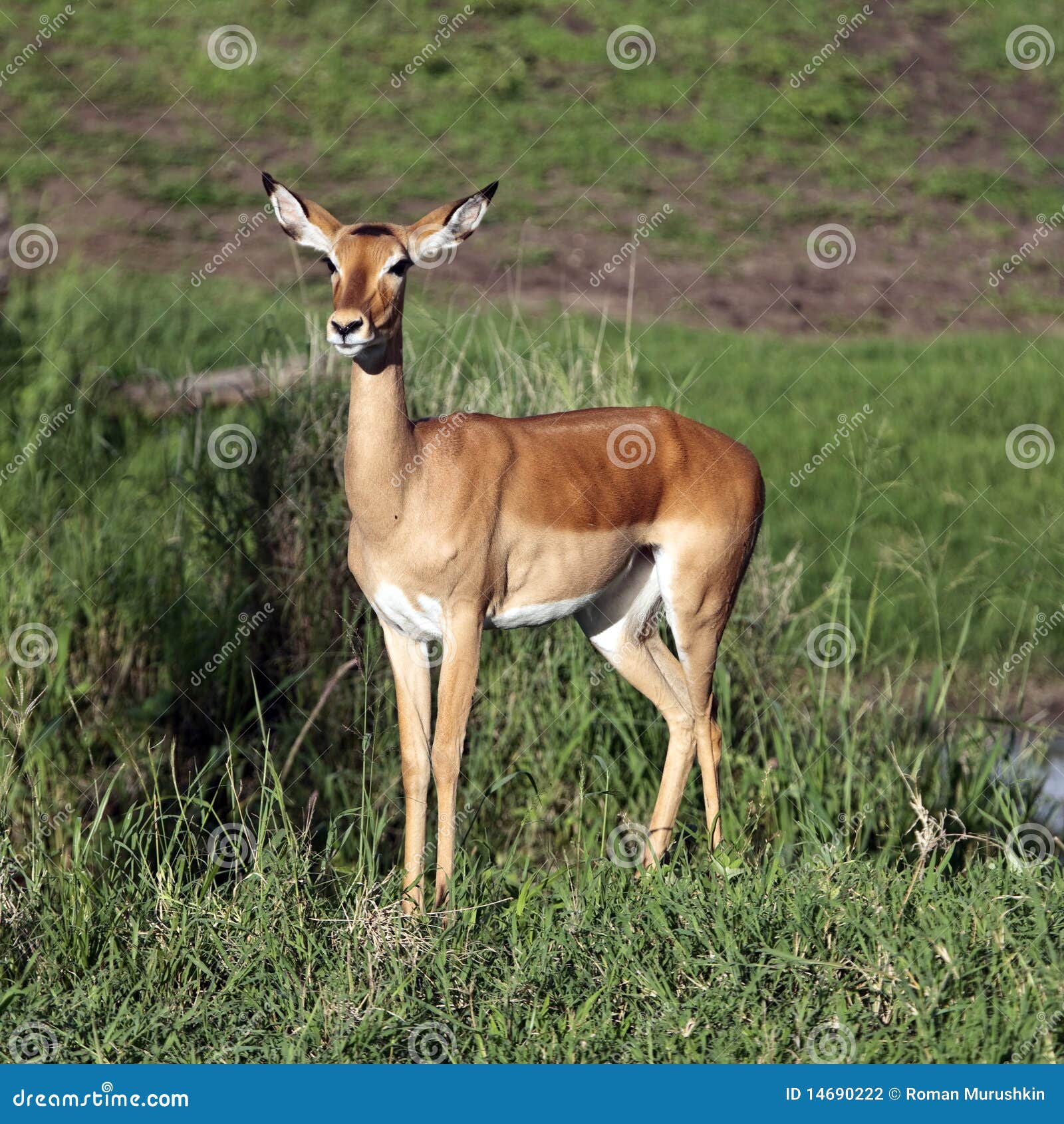 Antelope impala stock photo. Image of antilopinae, africa - 14690222