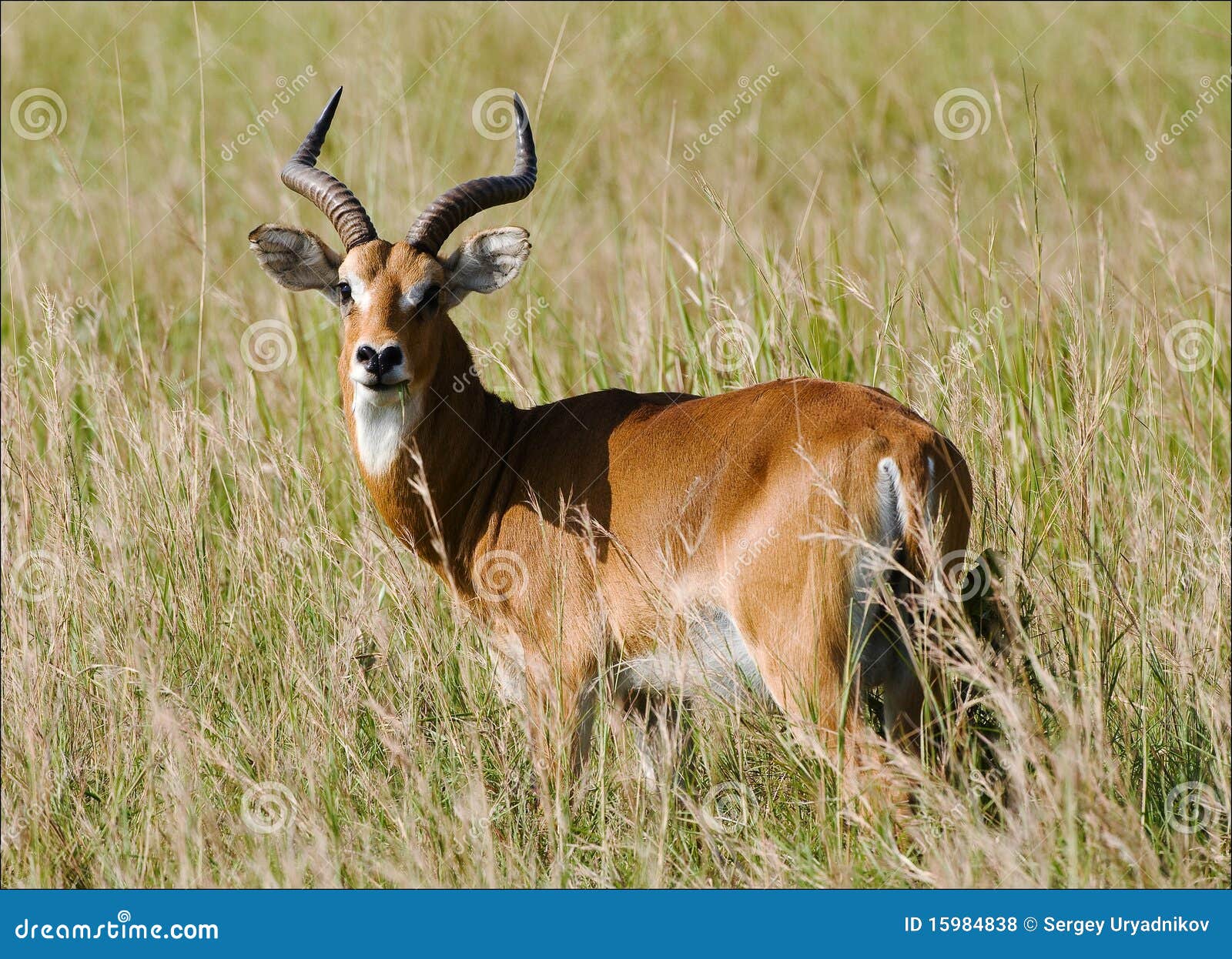Antelope impala. stock photo. Image of herbivore, nature - 15984838