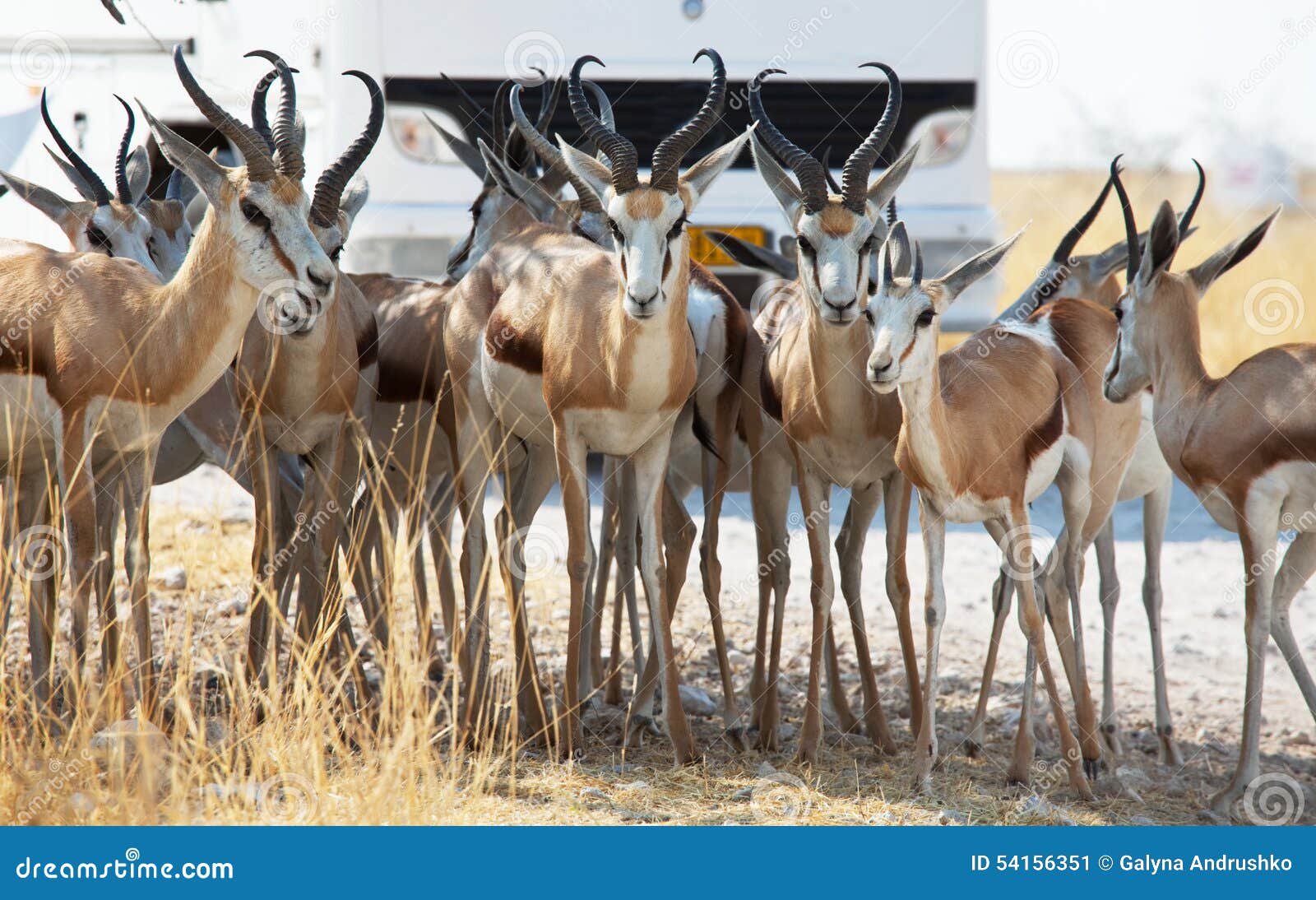 Antelope stock image. Image of herd, wildlife, melampus - 54156351