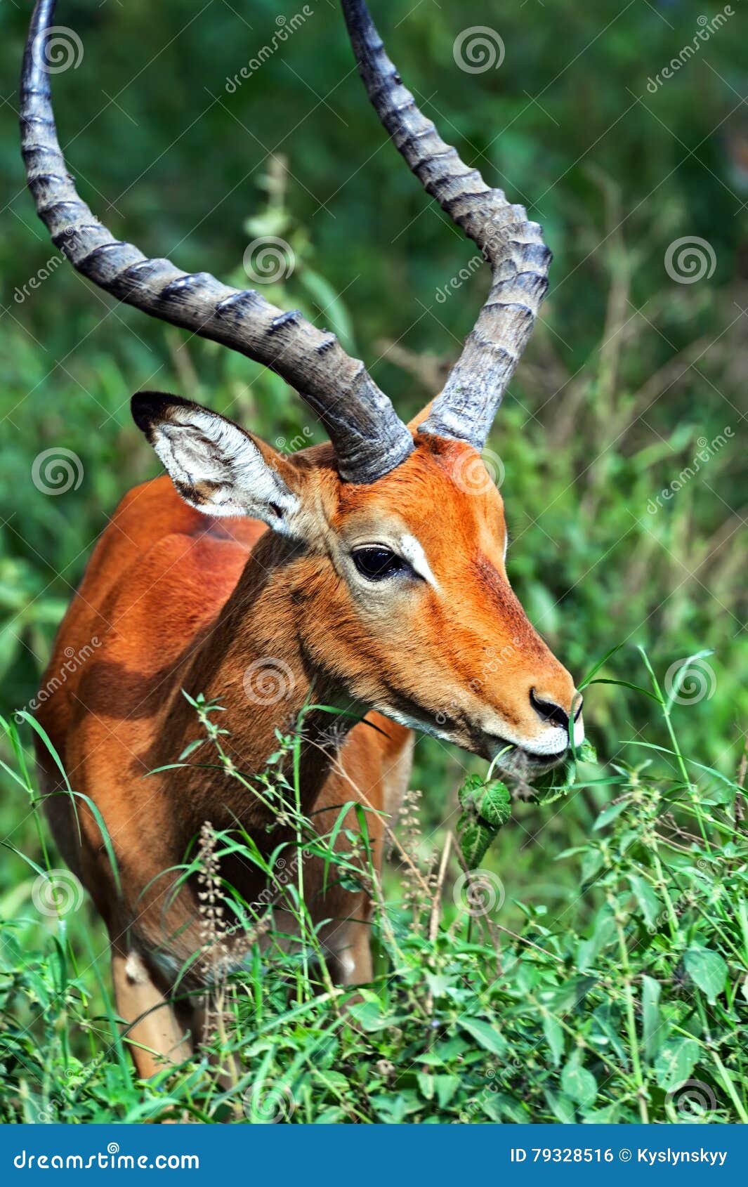 Antelope Impala in the Bush Stock Photo - Image of mammals, vegetation ...