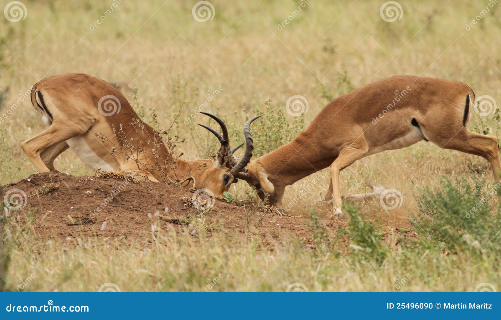 Antelope impala male stock photo. Image of melampus, game - 25496090