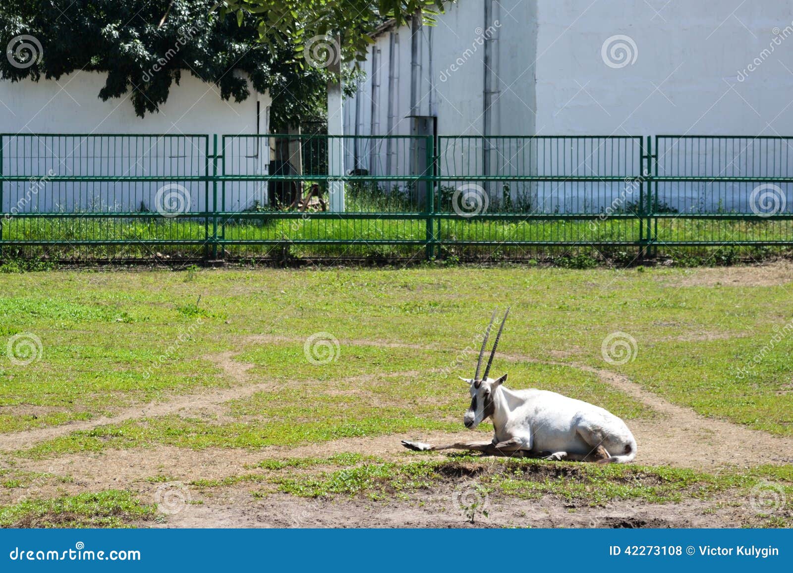 Antelope stock photo. Image of hoofed, reserve, antelope - 42273108