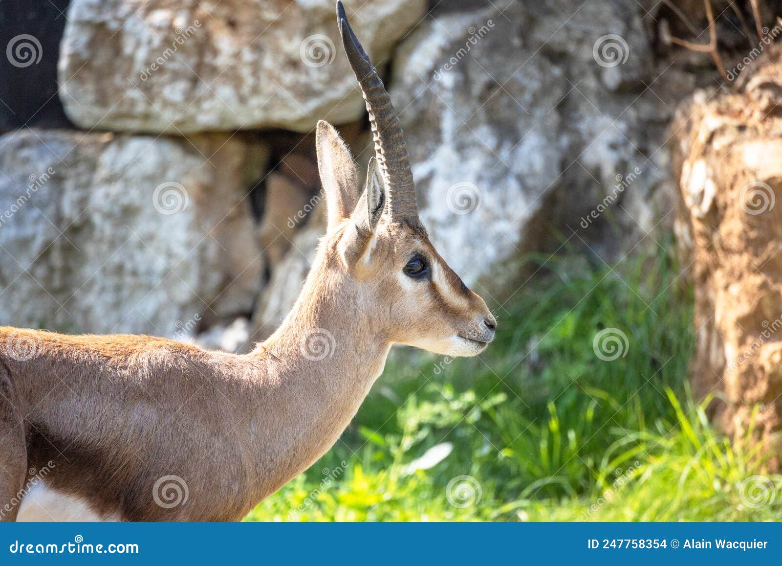 Antelope in Its Enclosure in a Zoo Stock Photo - Image of wilderness ...