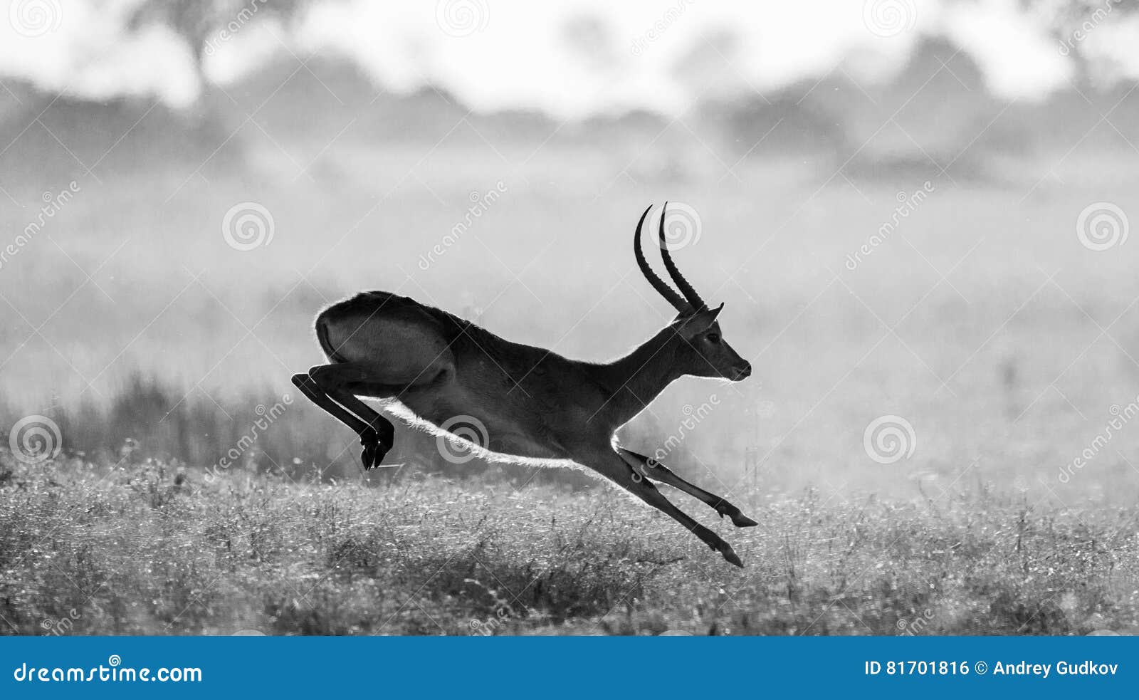 Antelope Jumping. Very Dynamic Shot. Botswana. Okavango Delta Stock ...