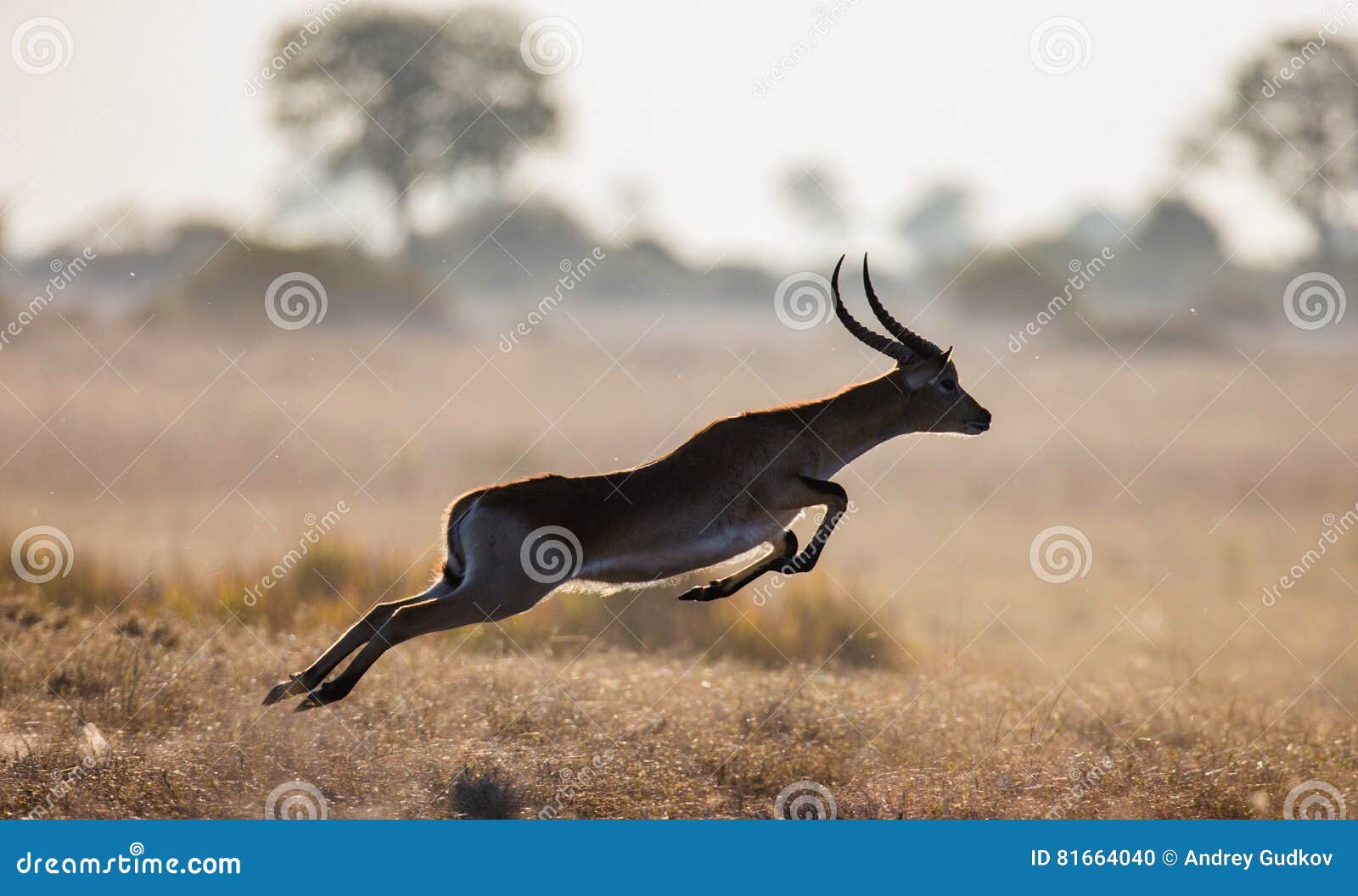 Antelope Jumping. Very Dynamic Shot. Botswana. Okavango Delta Stock ...