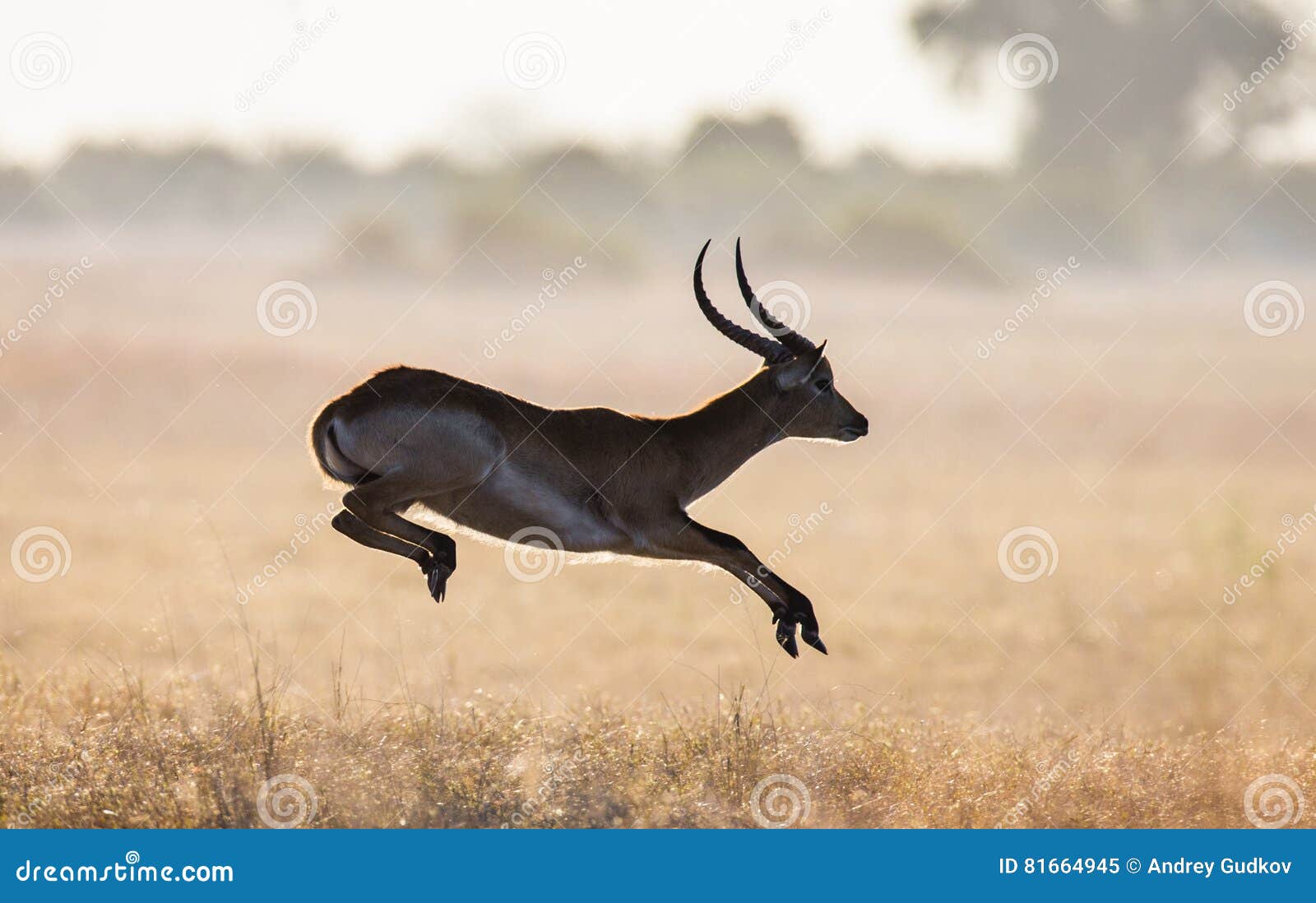 Antelope Jumping. Very Dynamic Shot. Botswana. Okavango Delta Stock ...