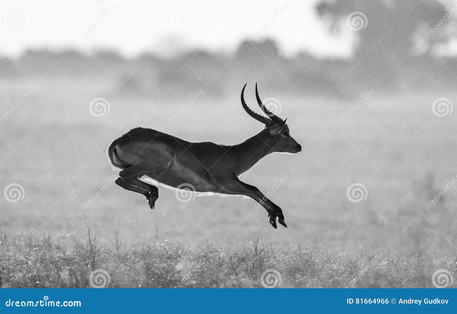 Antelope Jumping. Very Dynamic Shot. Botswana. Okavango Delta Stock ...