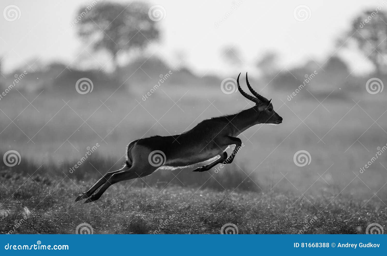 Antelope Jumping. Very Dynamic Shot. Botswana. Okavango Delta Stock ...