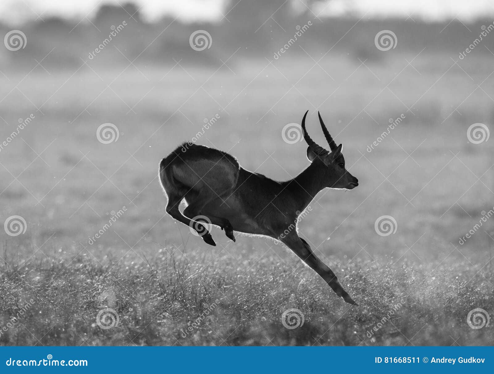 Antelope Jumping. Very Dynamic Shot. Botswana. Okavango Delta Stock ...
