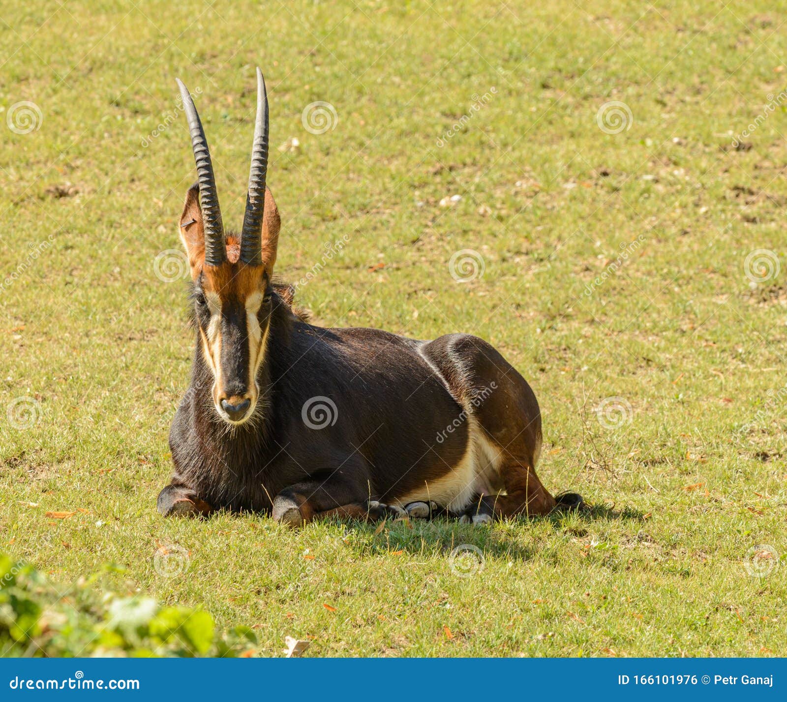 Antelope Laying on Grass Plain Stock Photo - Image of fauna, large ...