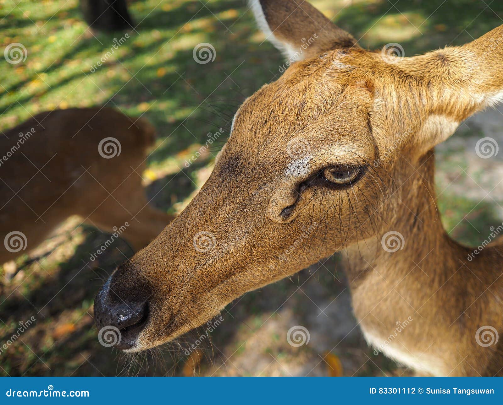 Antelope life stock photo. Image of background, african - 83301112