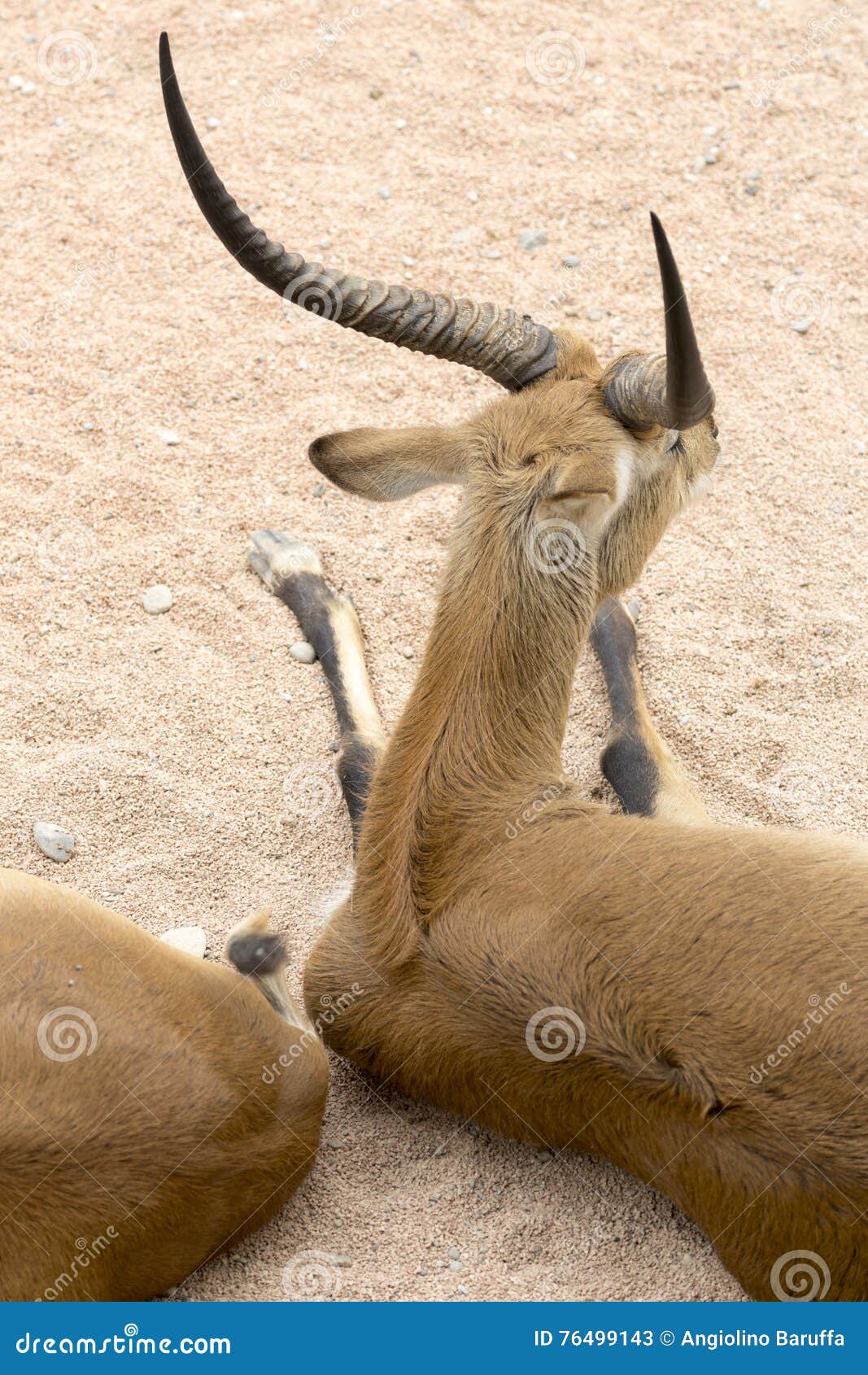Antelope stock image. Image of nature, habitat, wilderness - 76499143