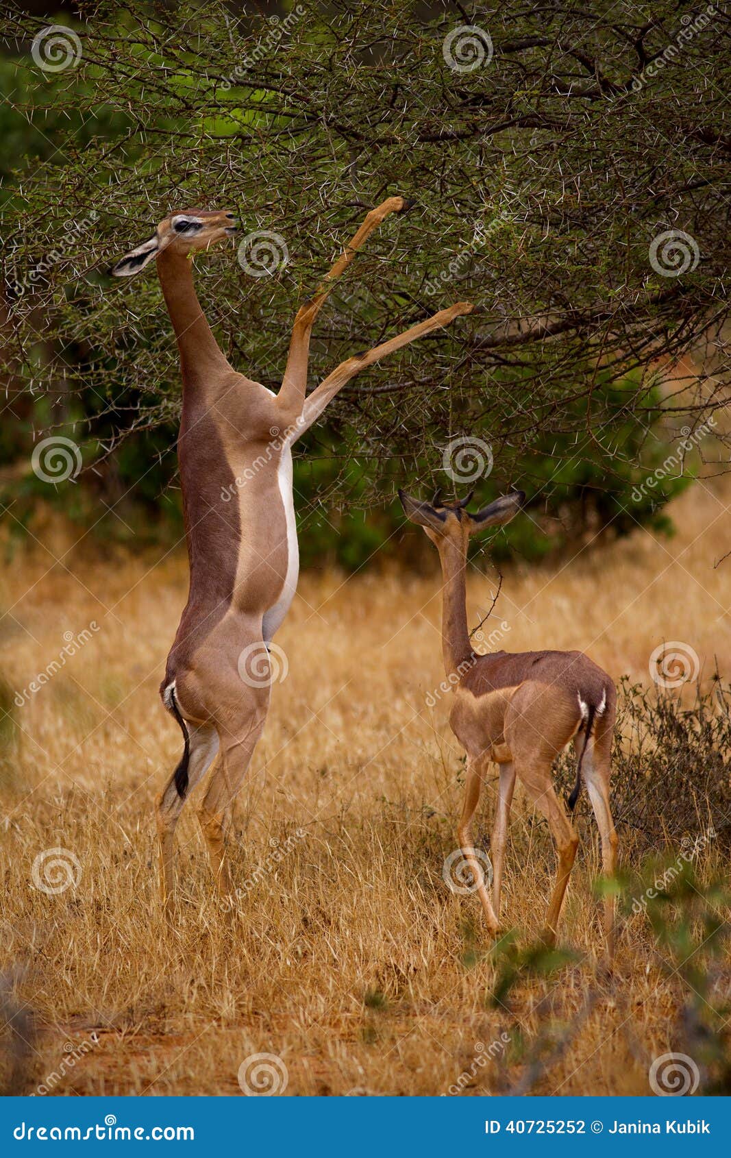 Antelope looking for food stock photo. Image of game - 40725252