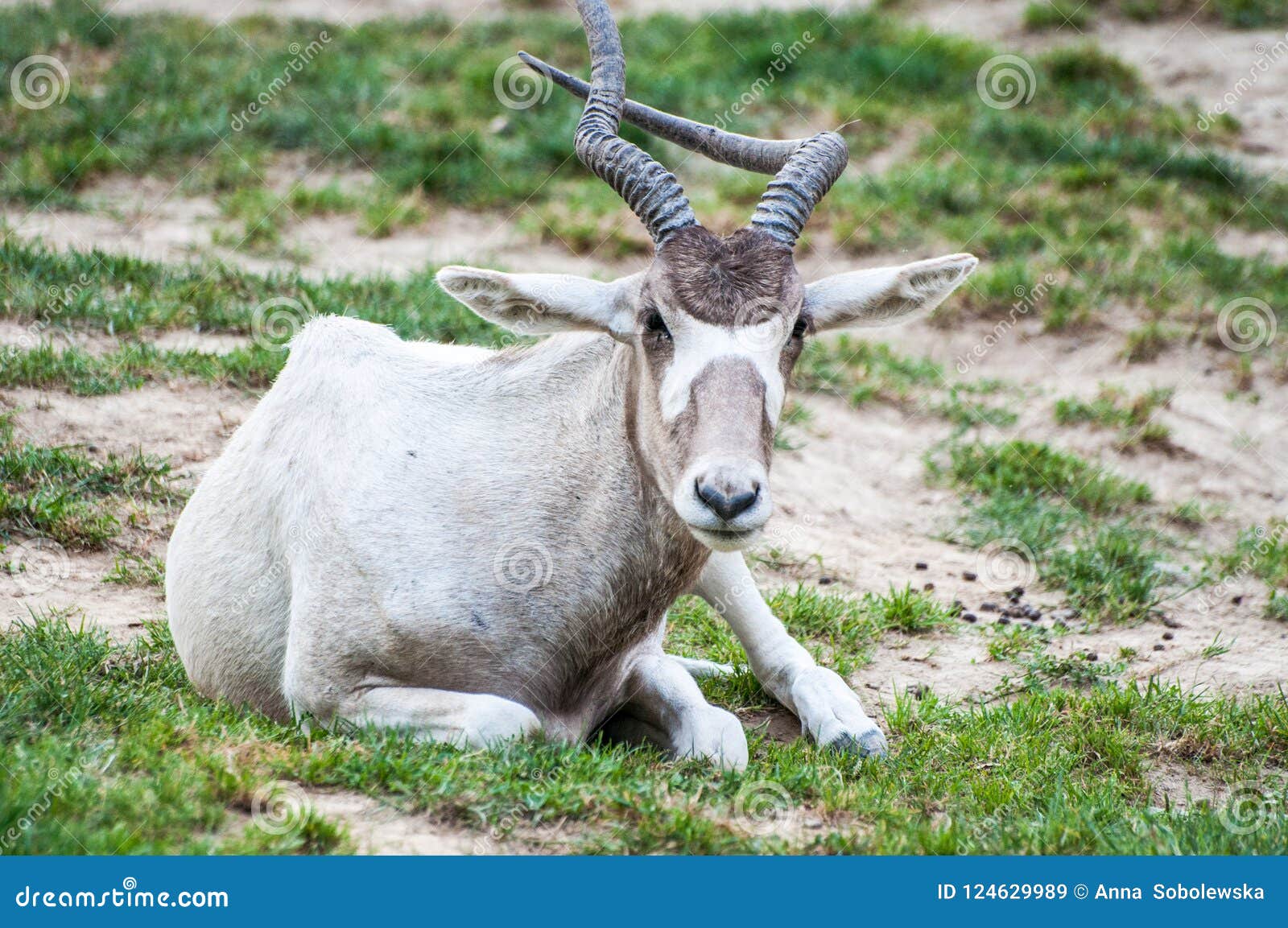 Antelope Looking Straight, Lying on the Grass, at the Zoological Park ...