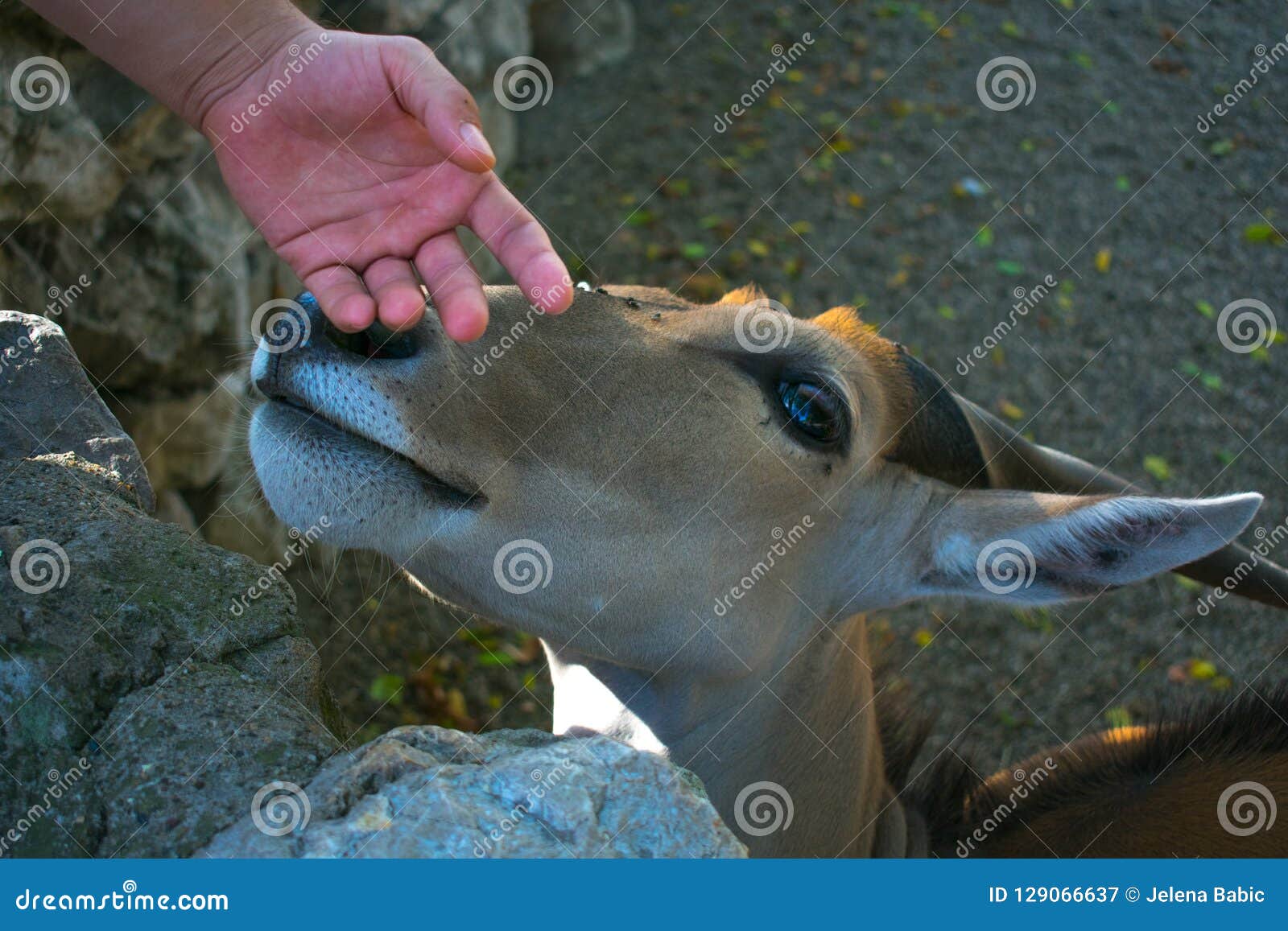 Antelope stock image. Image of wild, loves, antelope - 129066637
