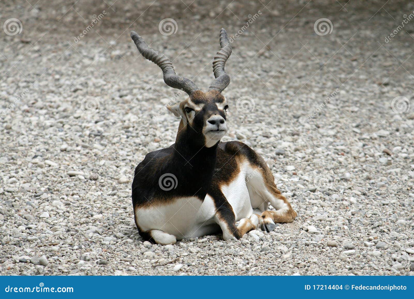 Antelope Lying Down Stock Photos - Download 138 Royalty Free Photos
