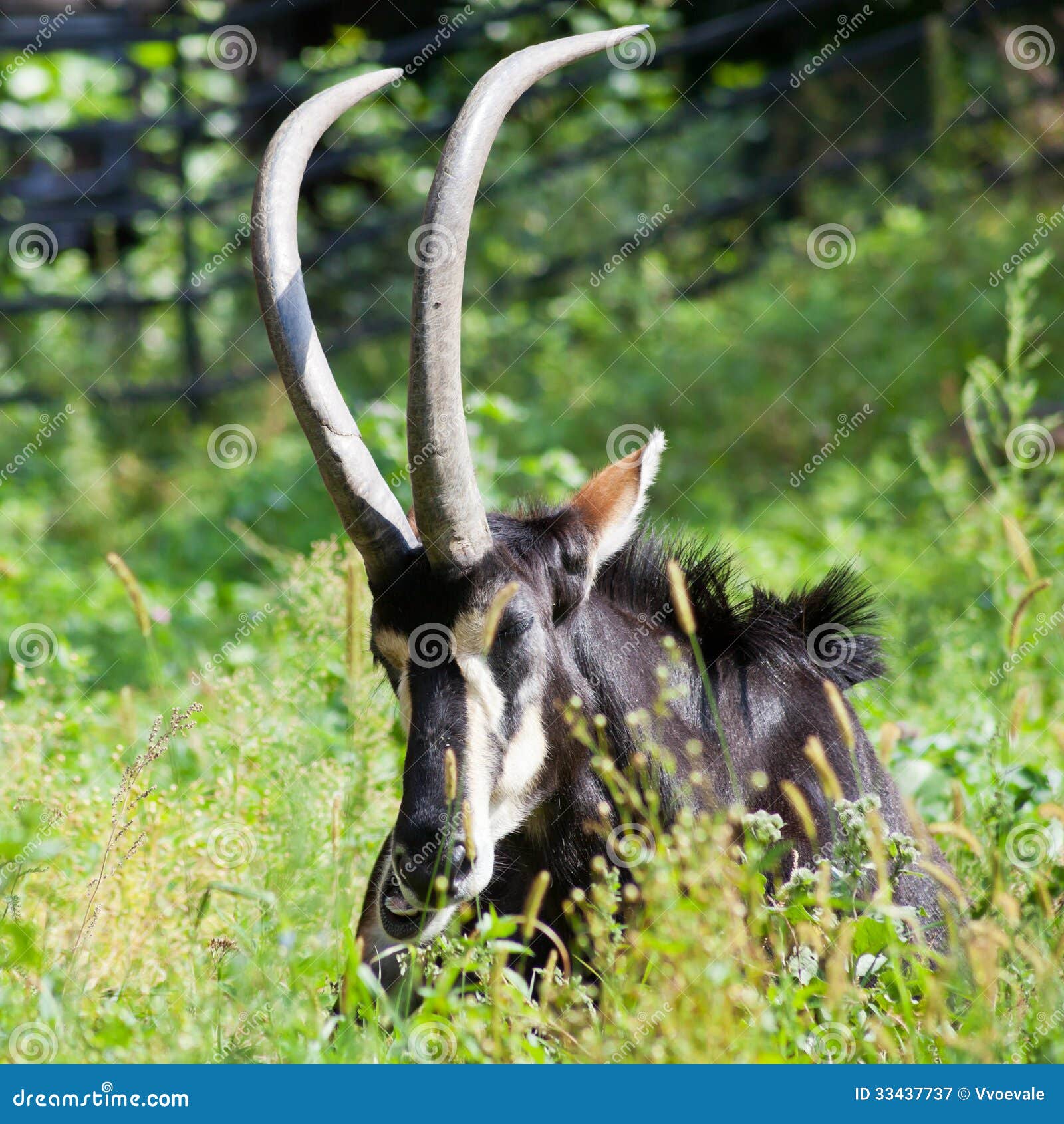 Antelope Lying in Green Grass Stock Image - Image of nature, creature ...