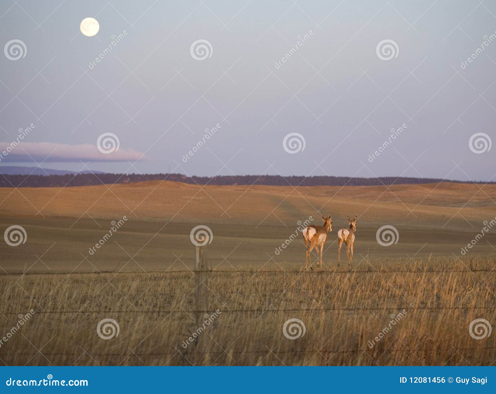 Antelope moonrise stock photo. Image of wild, barbed - 12081456
