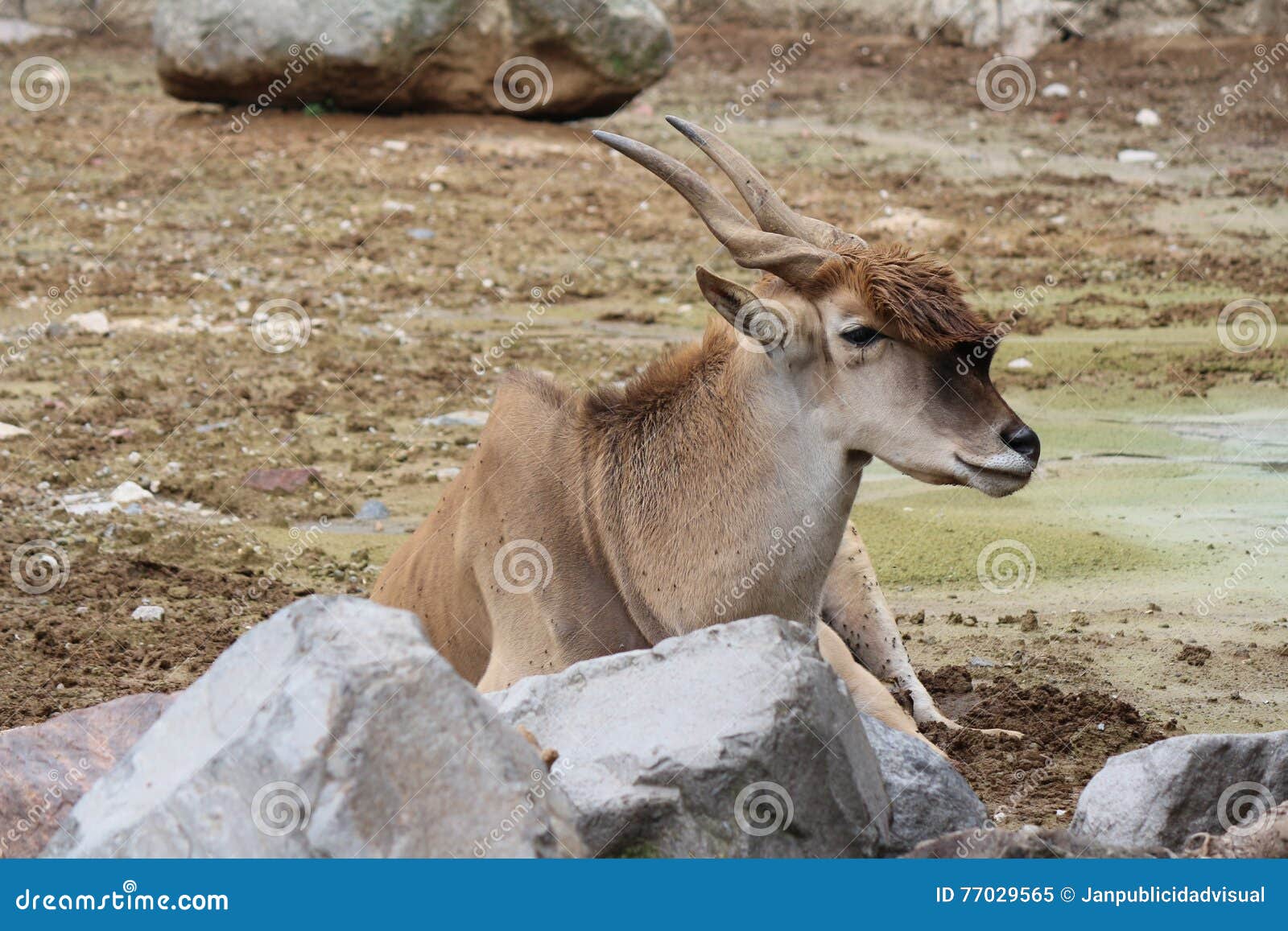 Antelope stock image. Image of ready, landscapes, nature - 77029565