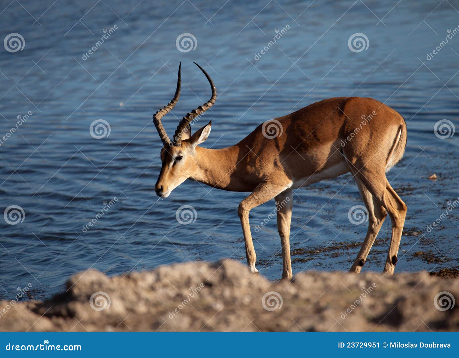 Antelope near waterhole stock image. Image of safari - 23729951