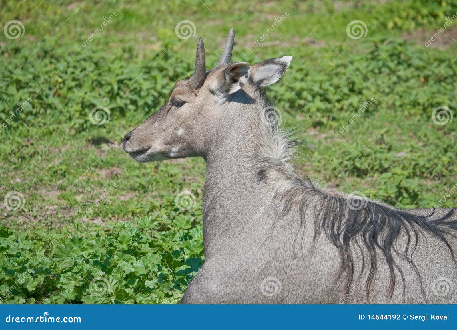 Antelope Nilgai stock photo. Image of wild, horned, boselaphus - 14644192