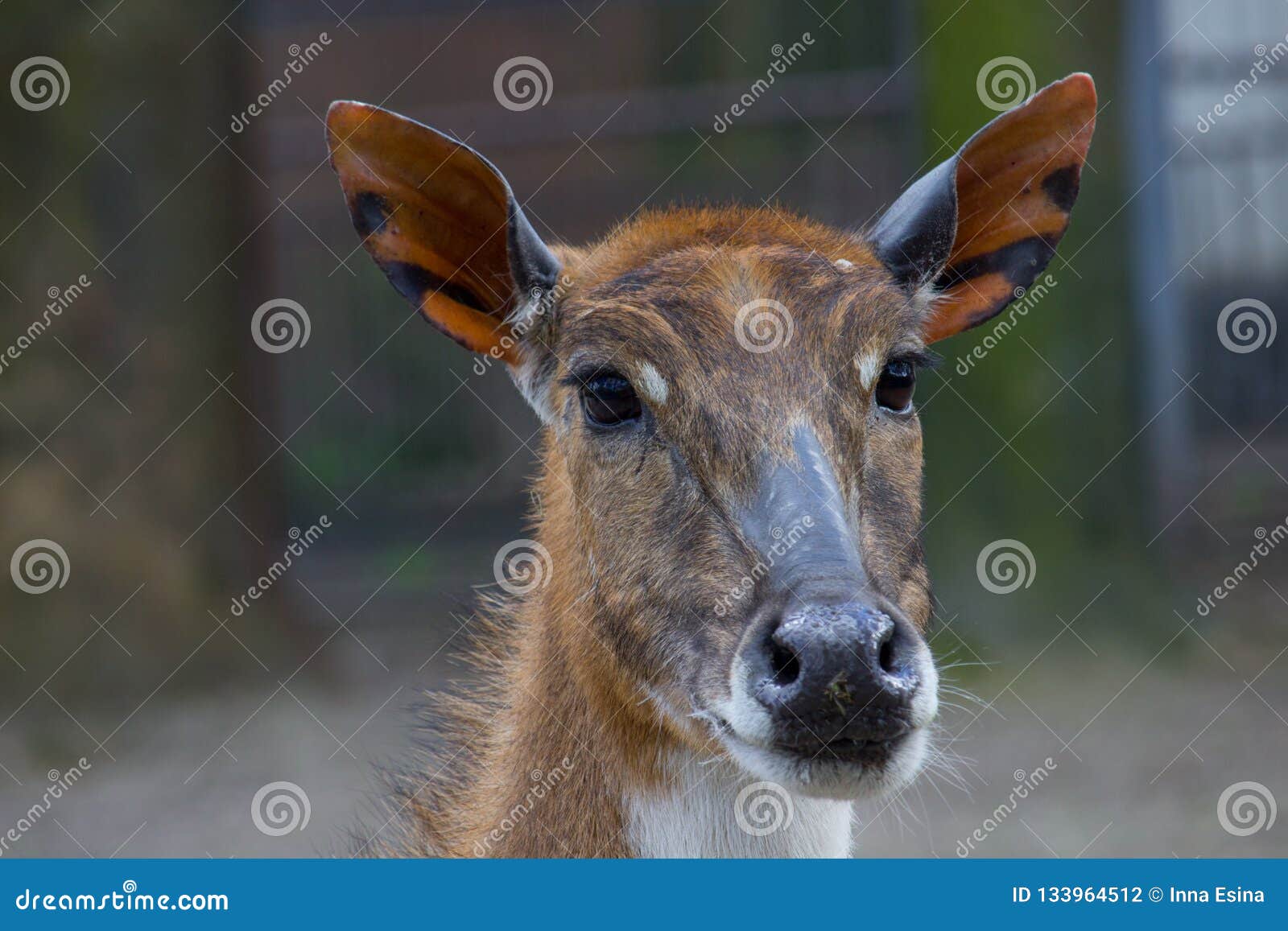 Antelope Nilgai or Blue Bull Stock Photo - Image of herbivorous ...