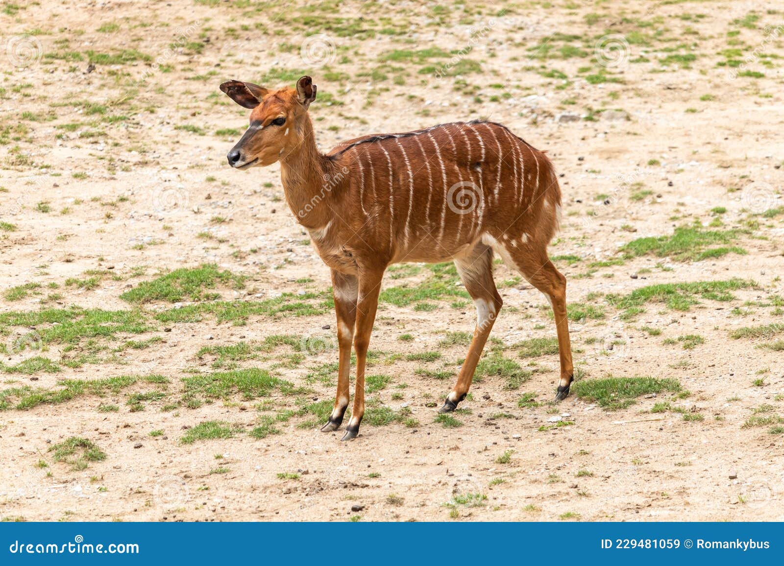 Antelope - One Standing Female Lowland Nyala Stock Image - Image of ...