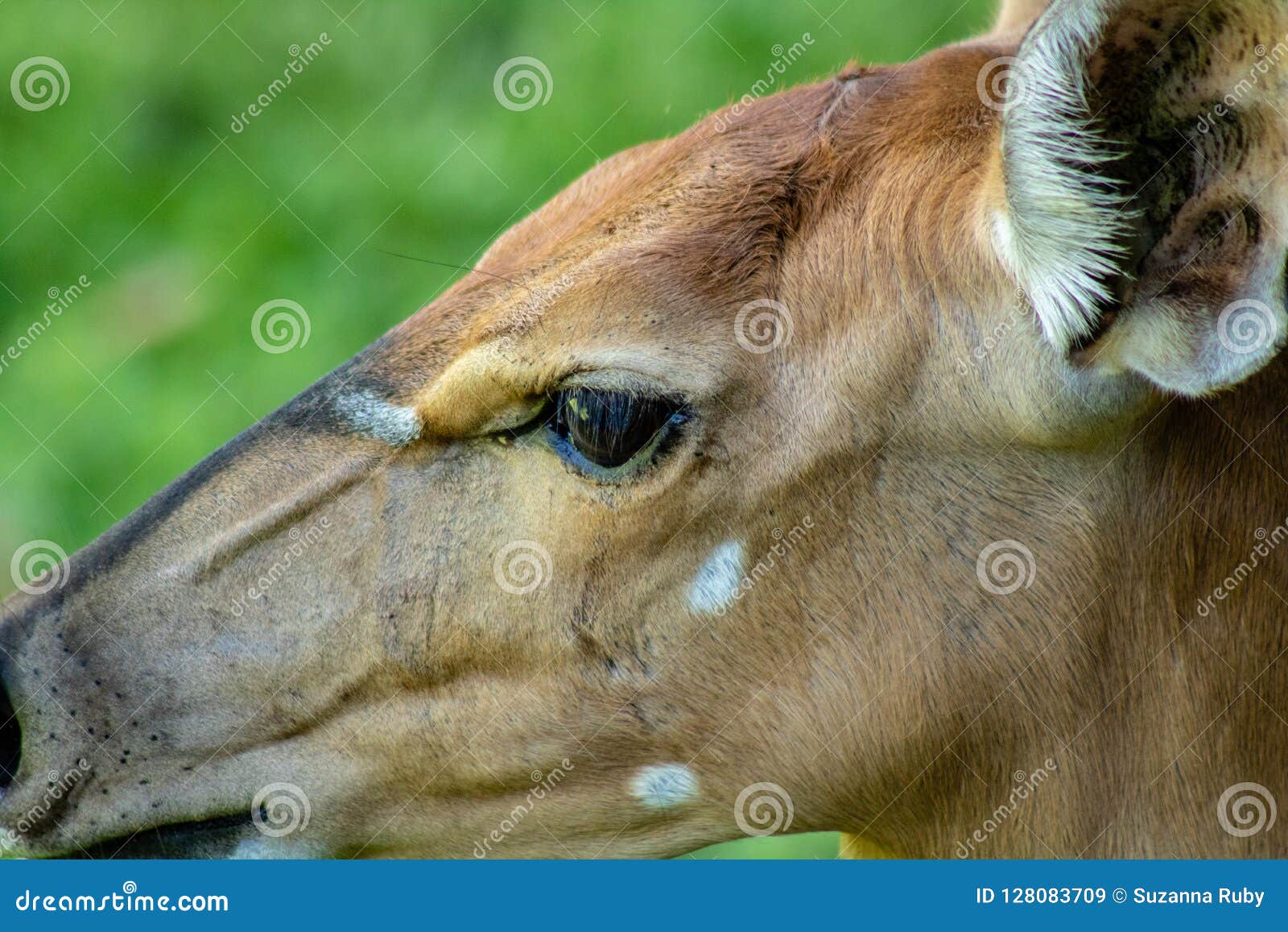 Antelope stock image. Image of mammal, furry, animal - 128083709
