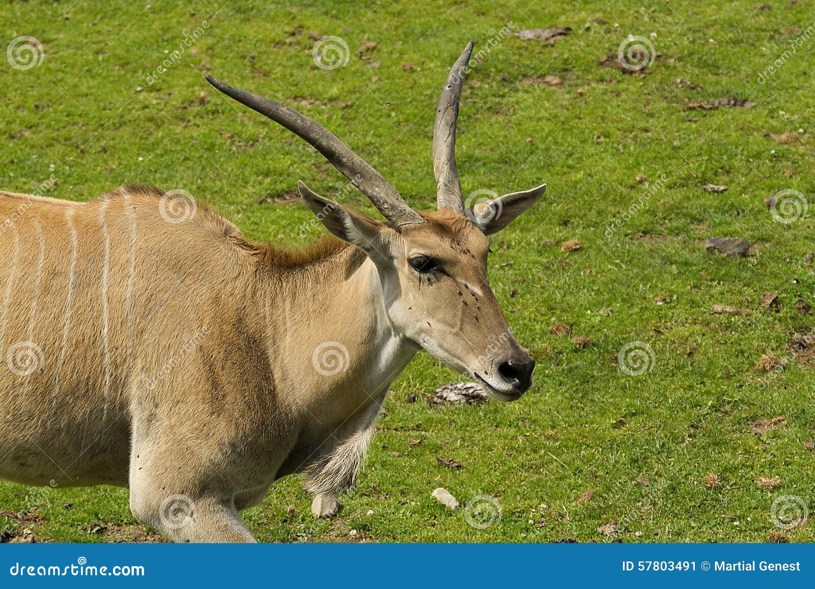 Antelope stock image. Image of portrait, animal, grass - 57803491