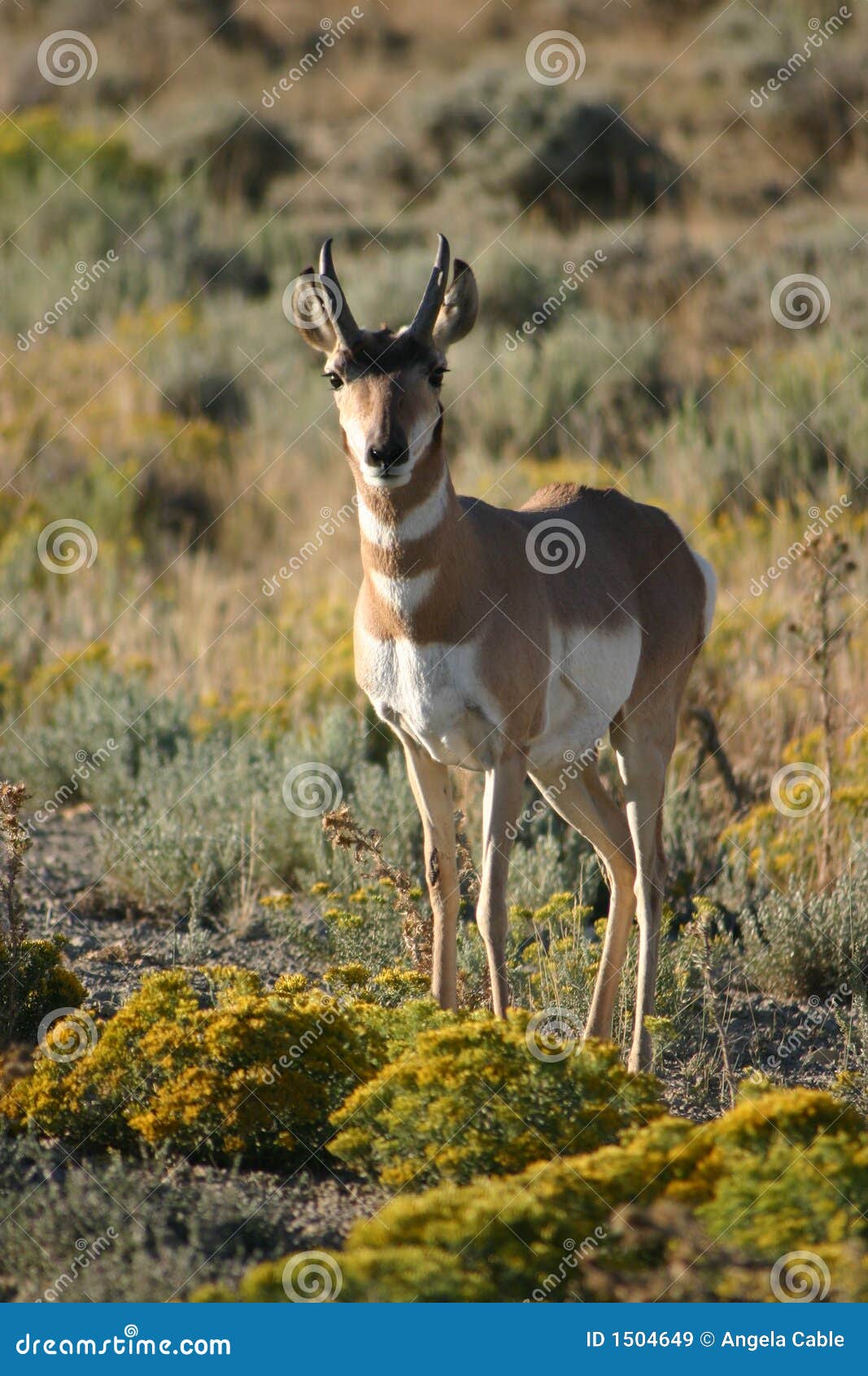 Antelope and Rabbit Brush stock image. Image of prairie - 1504649