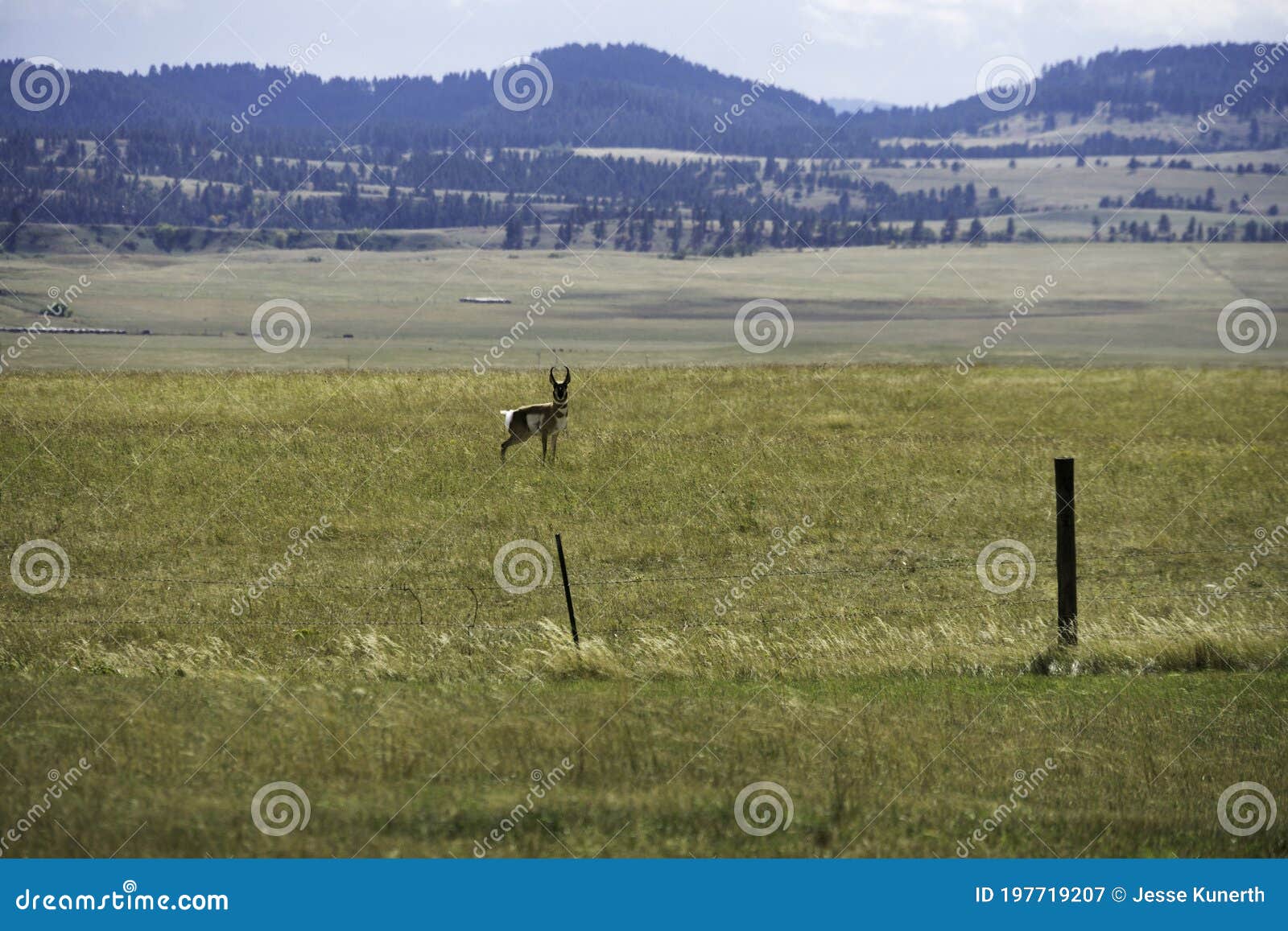 Antelope on Ranch in Wyoming Stock Image - Image of wyoming, ranch ...