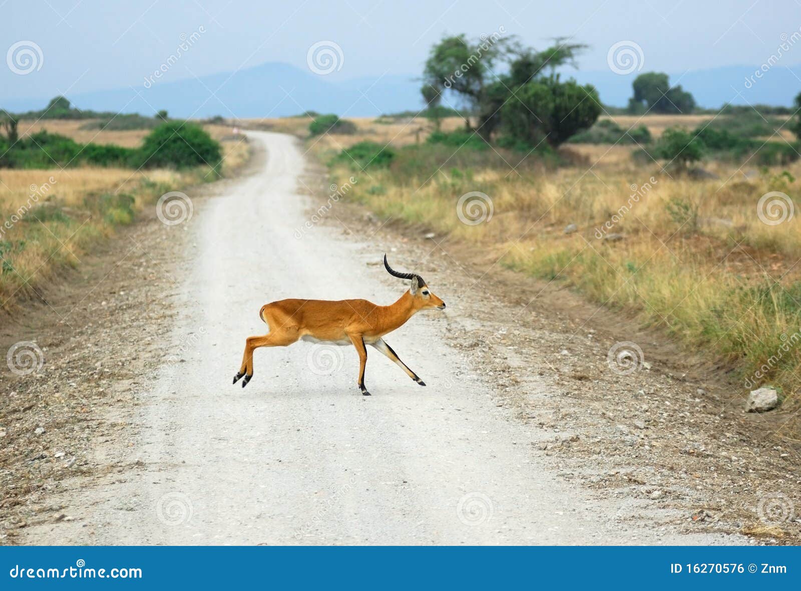 Antelope Reedbuck Crossing African Road Stock Photo - Image of rwenzori ...