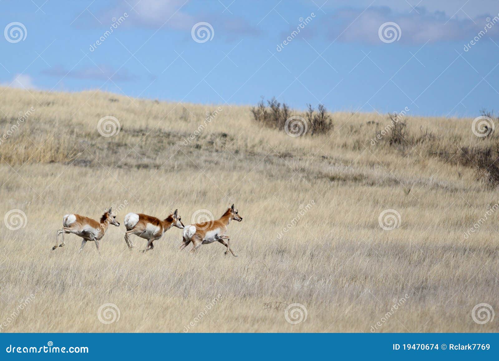 Antelope Running