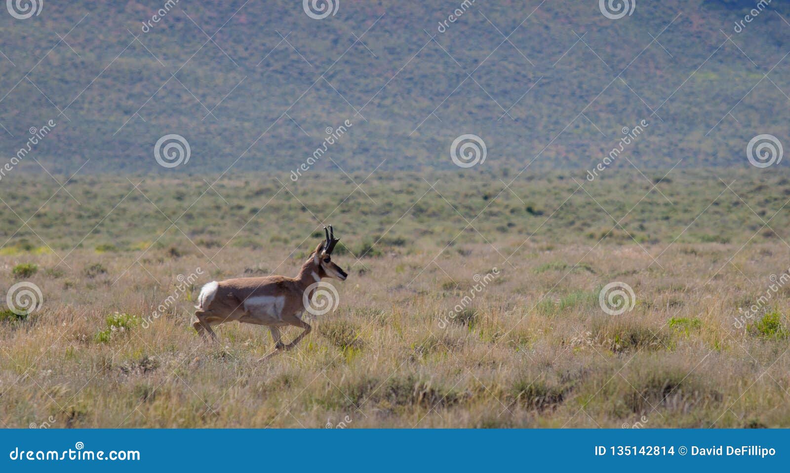 Antelope Running in the Desert Stock Photo - Image of cabin, forest ...