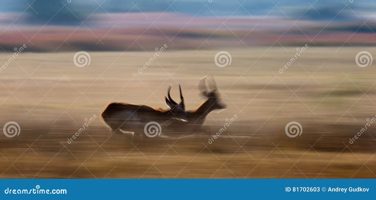 Antelope Running at High Speed. Very Dynamic Shot. Botswana. Okavango ...