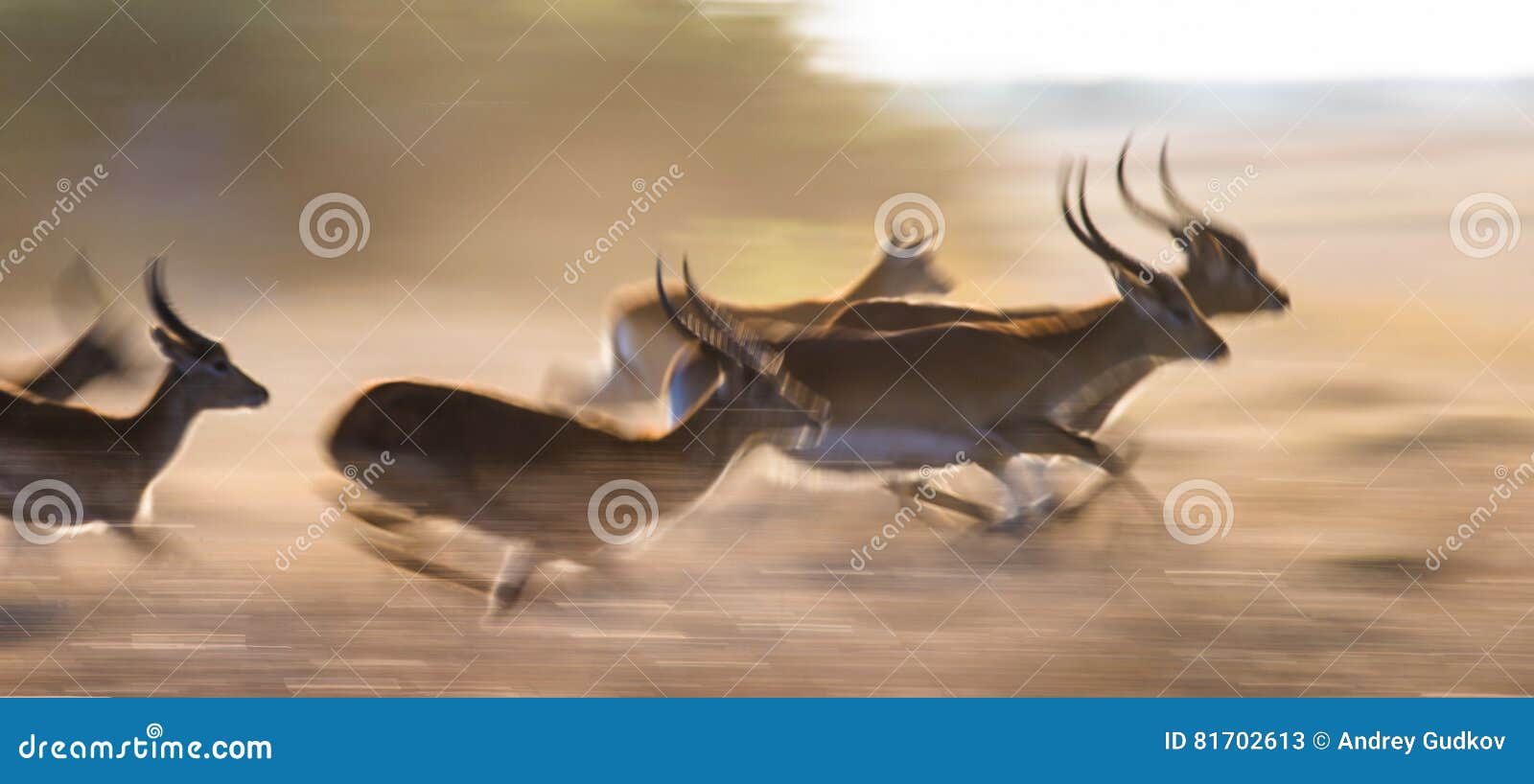Antelope Running at High Speed. Very Dynamic Shot. Botswana. Okavango ...