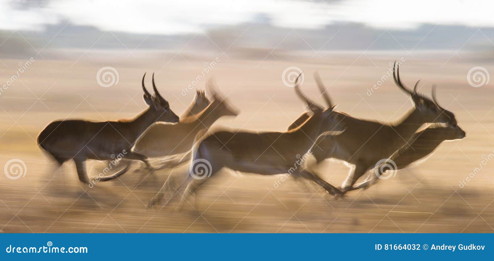 Antelope Running at High Speed. Very Dynamic Shot. Botswana. Okavango ...