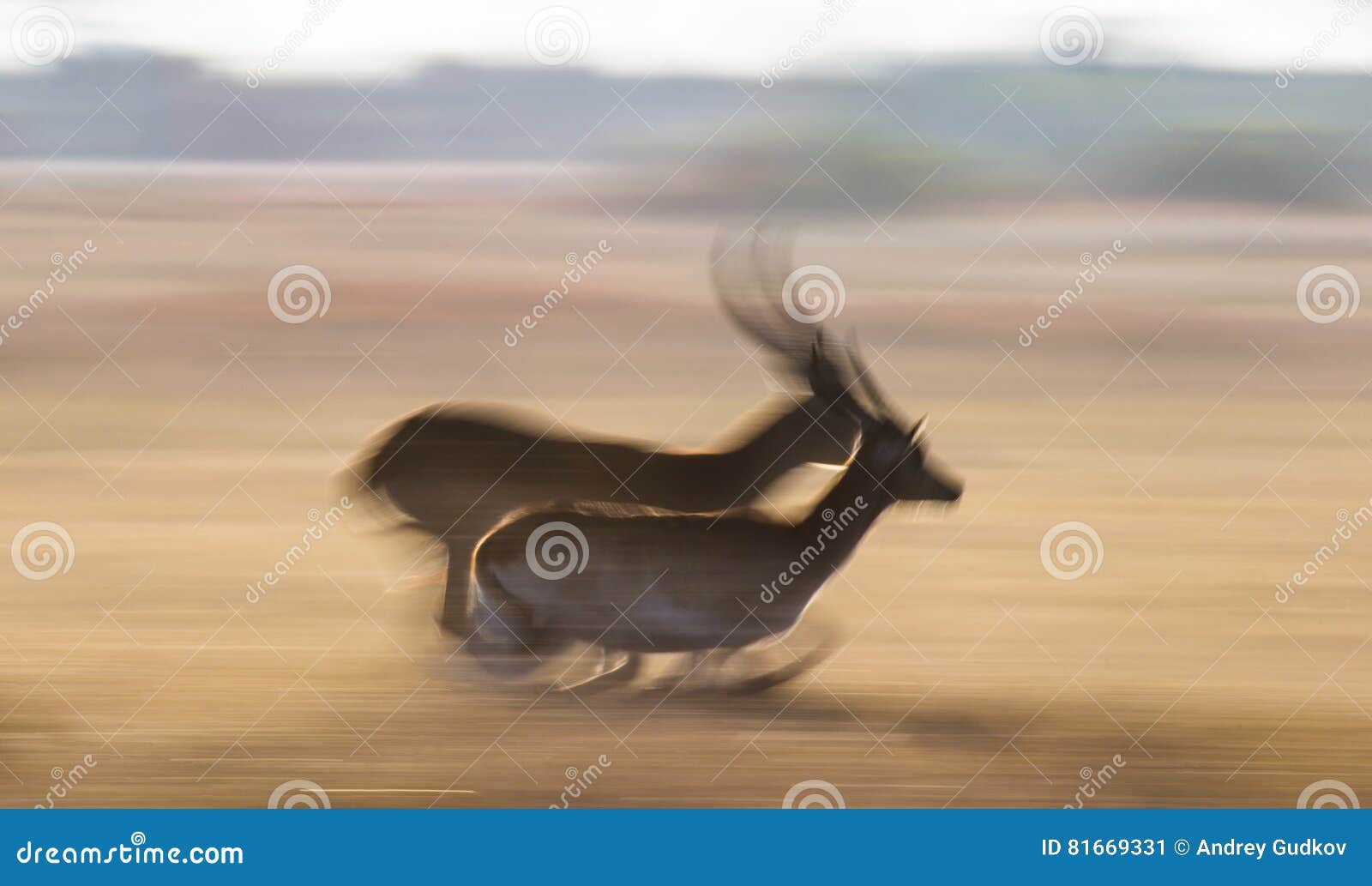Antelope Running at High Speed. Very Dynamic Shot. Botswana. Okavango ...