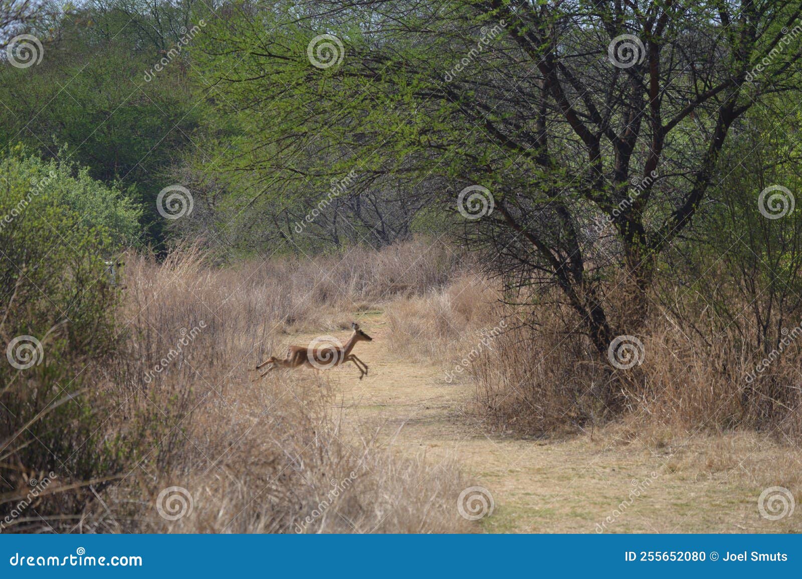 A antelope running stock photo. Image of animal, adventure - 255652080