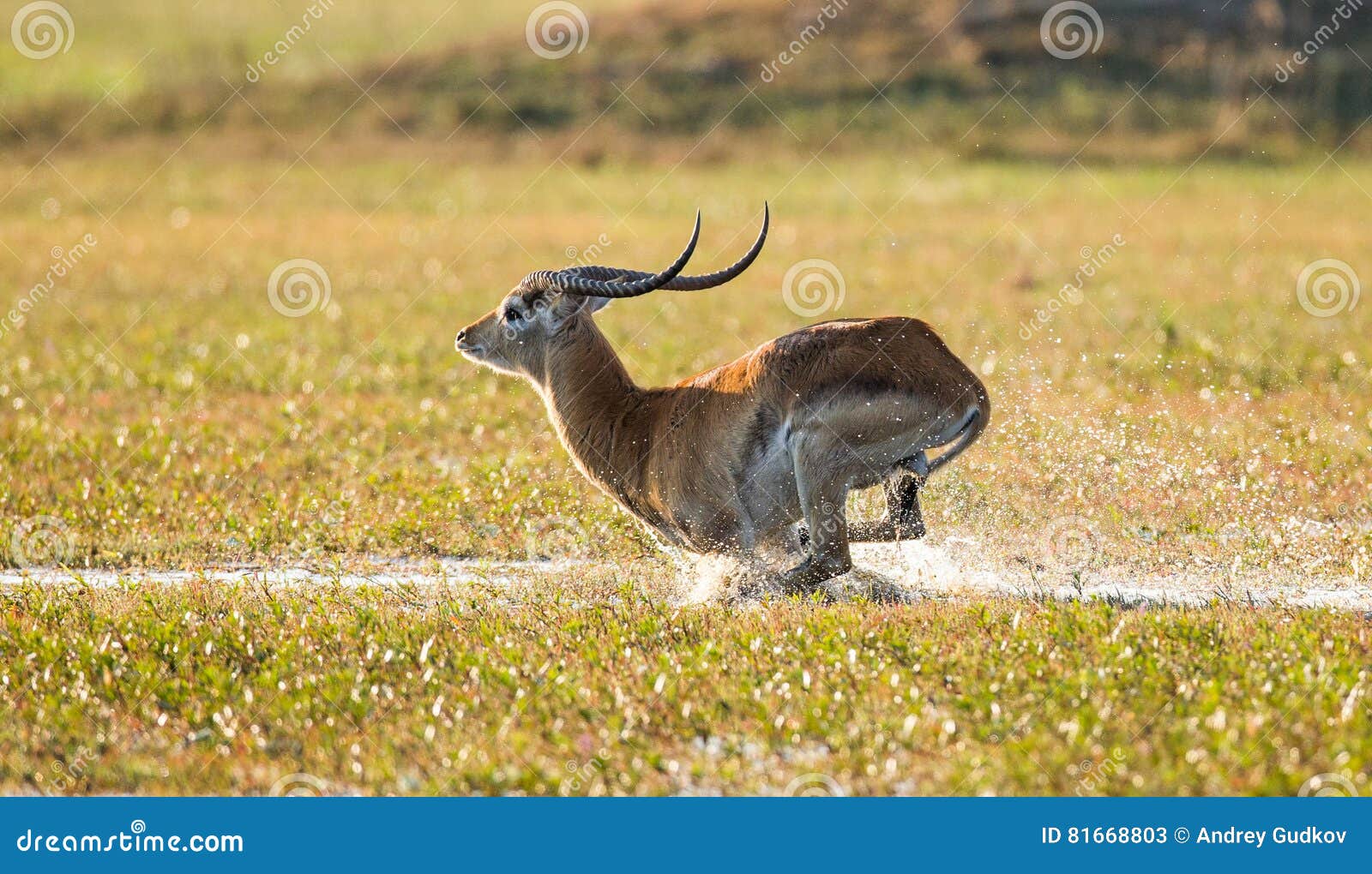 Antelope Runs on Water, Surrounded by Splashes. Botswana. Okavango ...