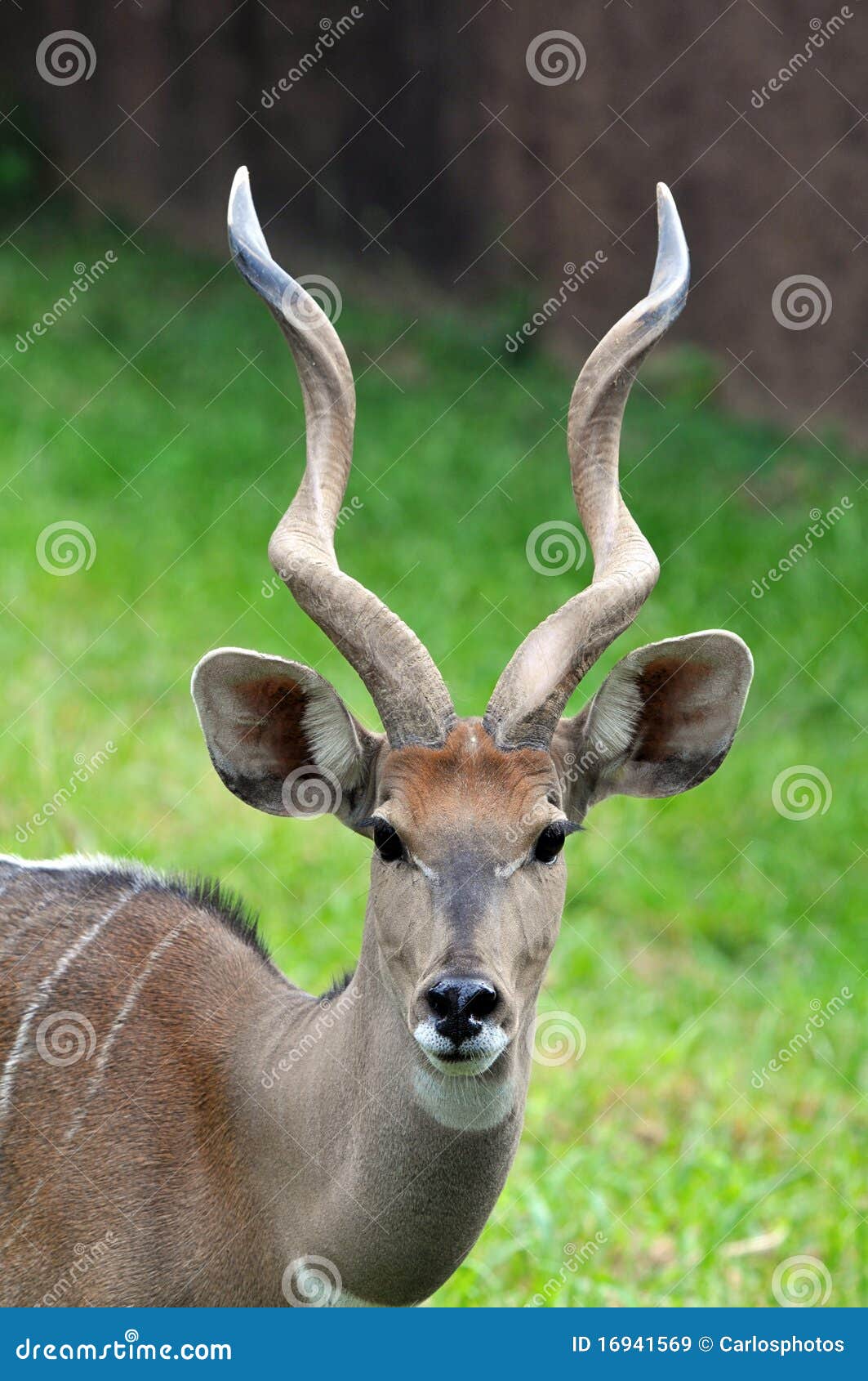 Antelope s portrait stock image. Image of brown, animal - 16941569