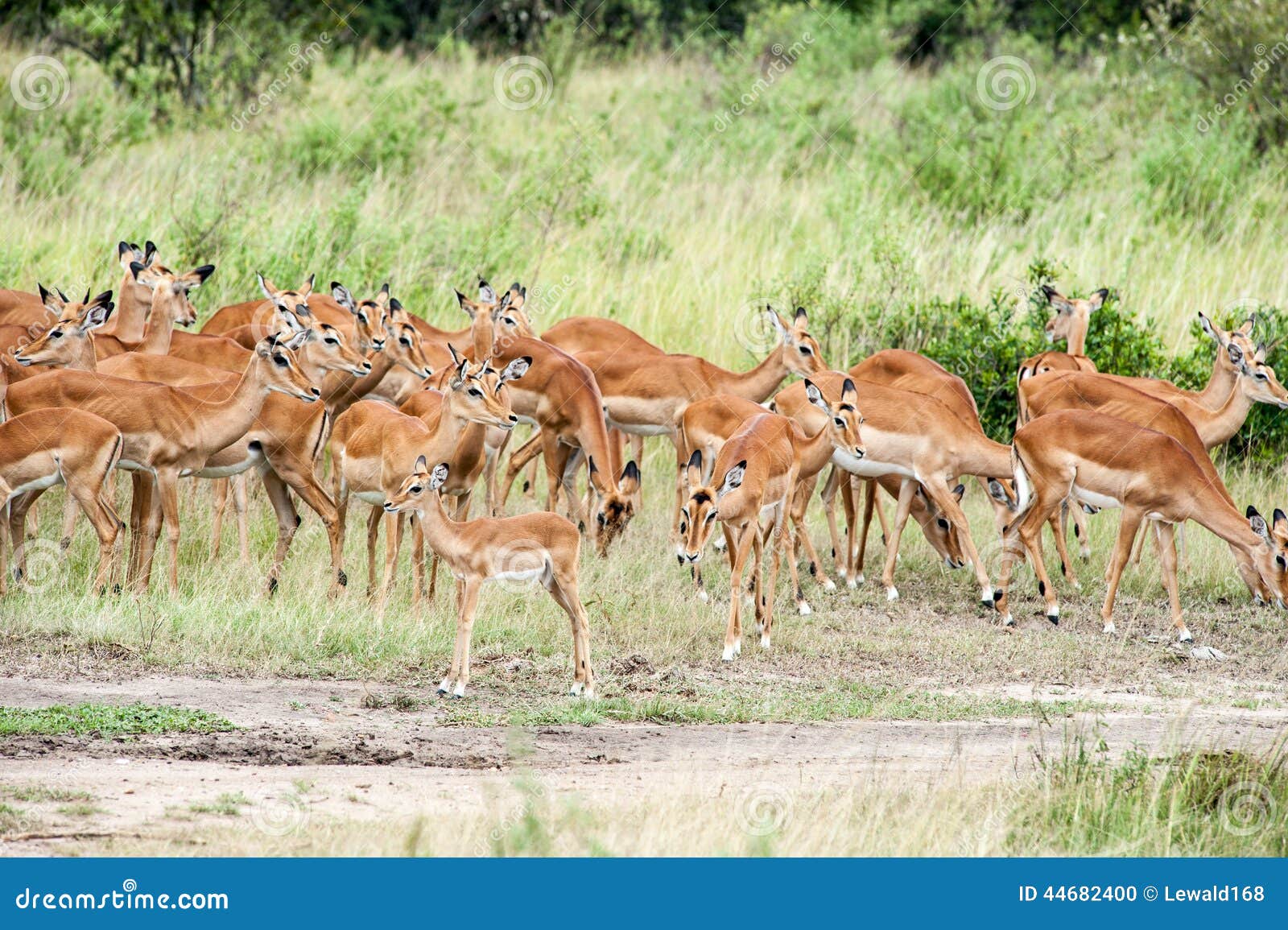Antelope stock photo. Image of predator, holiday, africa - 44682400