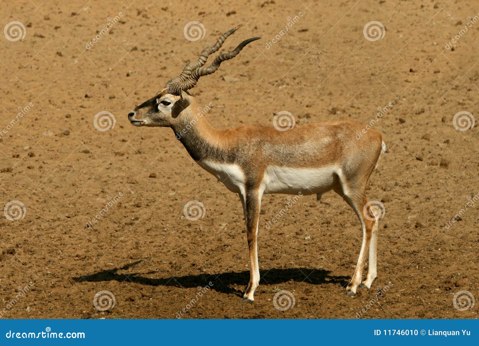 Antelope Series Blackbuck stock photo. Image of precious - 11746010