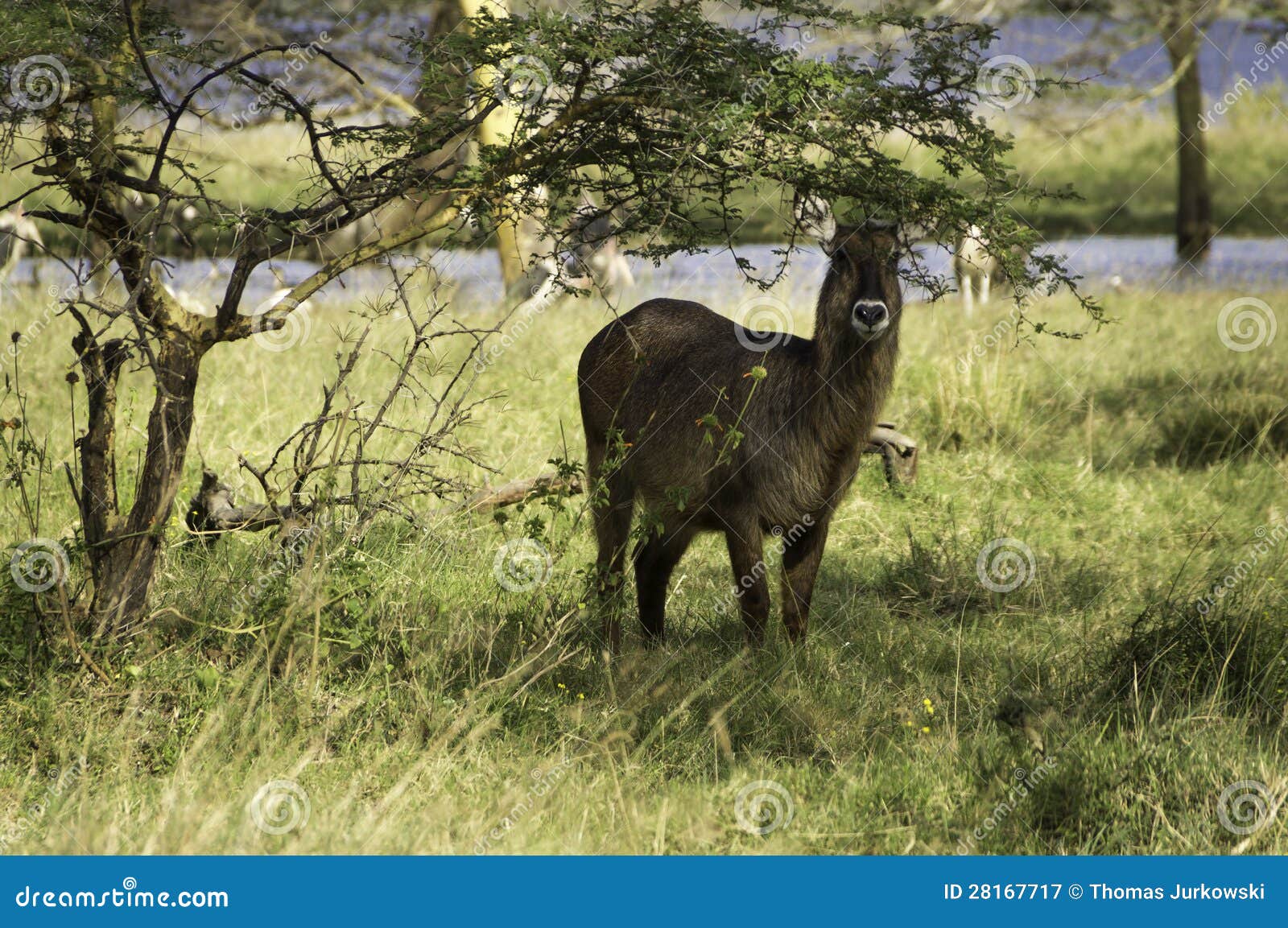 Antelope in the shadow stock image. Image of national - 28167717