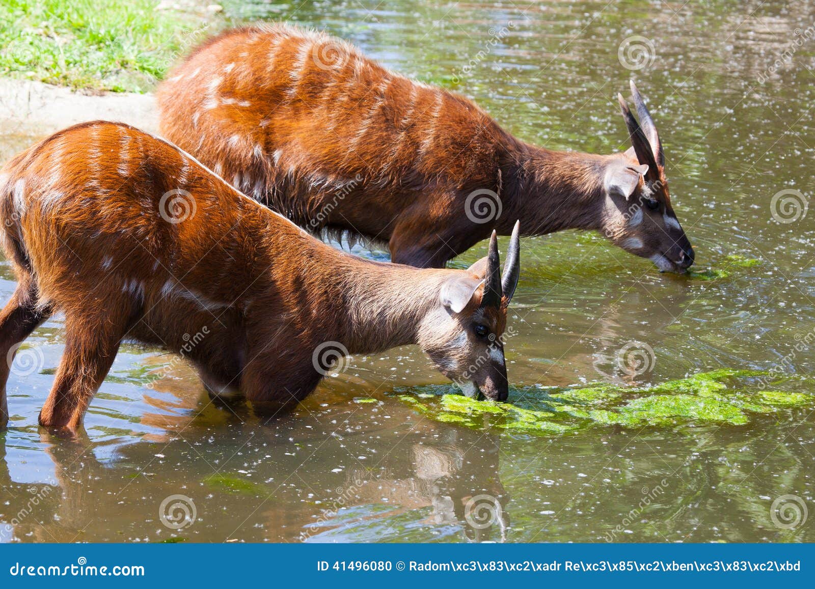Antelope Sitatunga Eats Water Algae Stock Photo - Image of antelope ...
