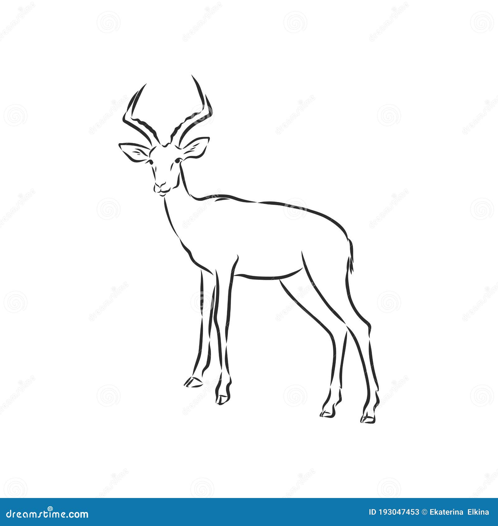 Antelope Drawing