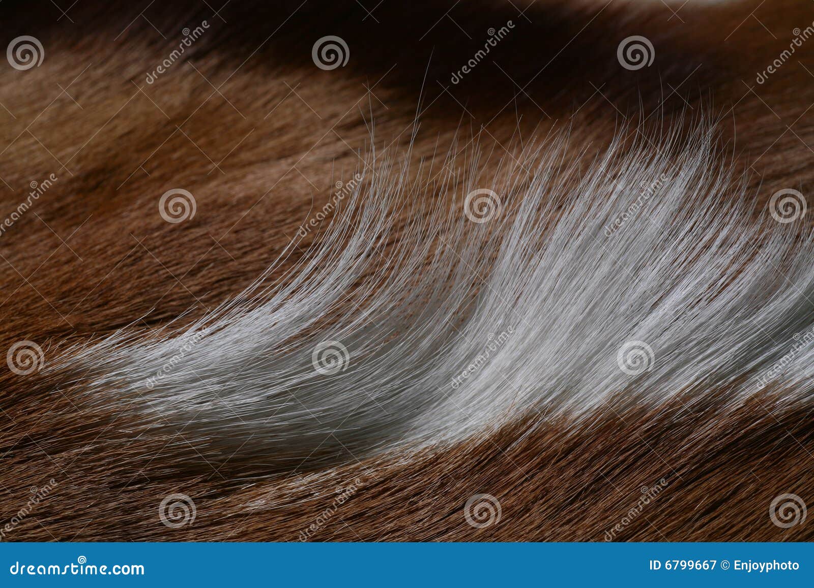 Antelope skin stock image. Image of mammal, afrian, animal - 6799667