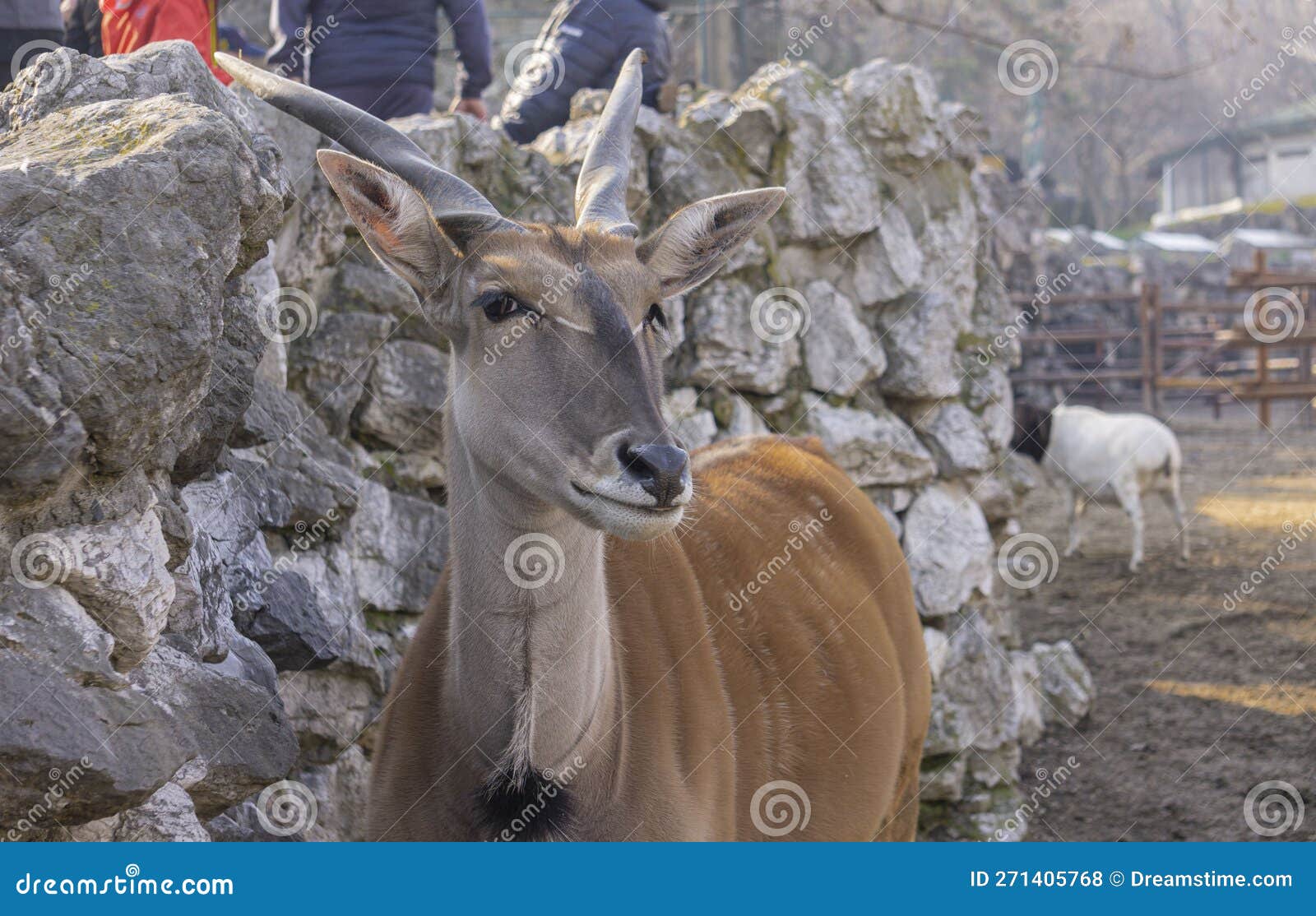 Antelope smiles for camera stock photo. Image of winter - 271405768